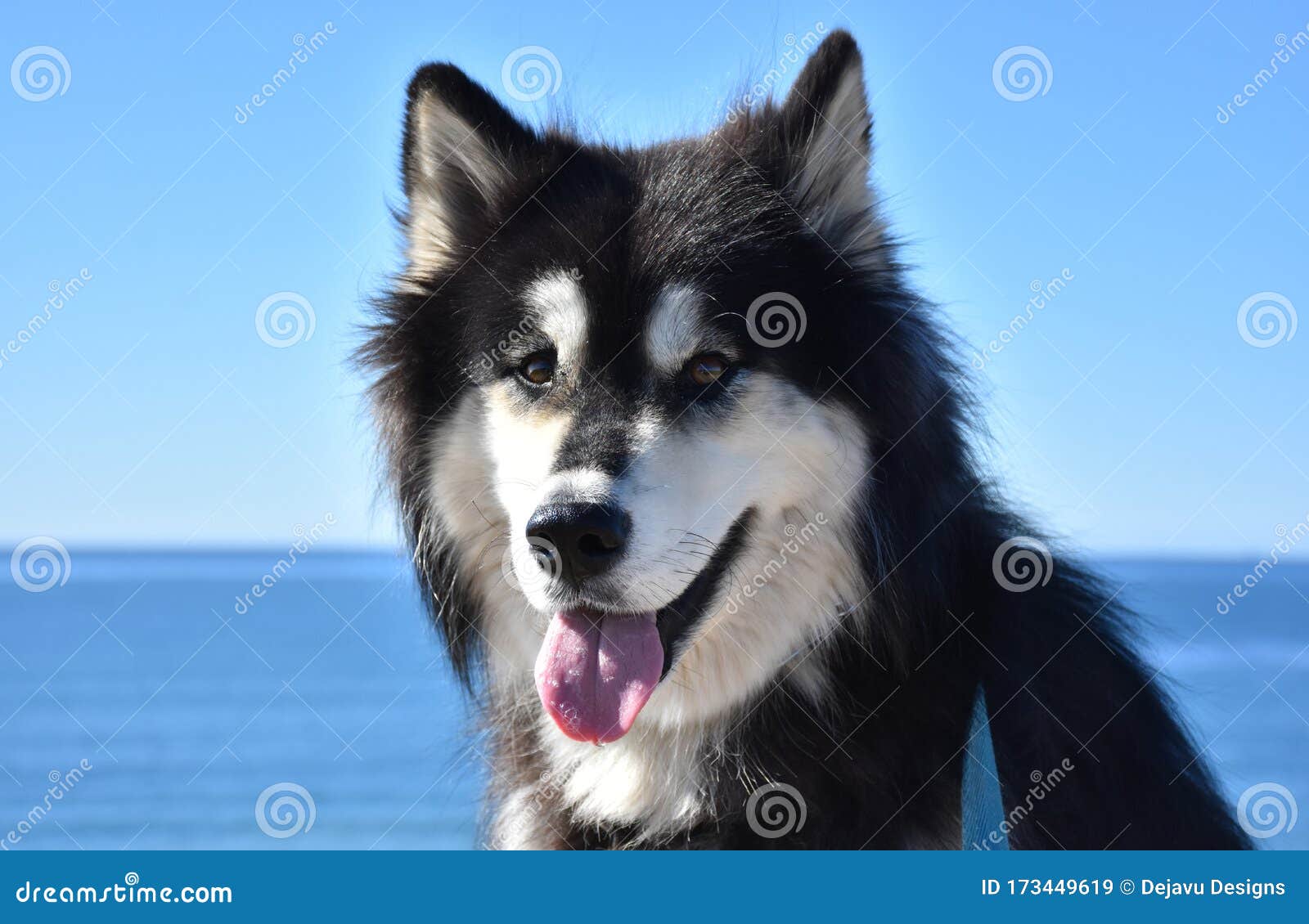 Stunning Alusky Dog with the Ocean in the Background Stock Image ...