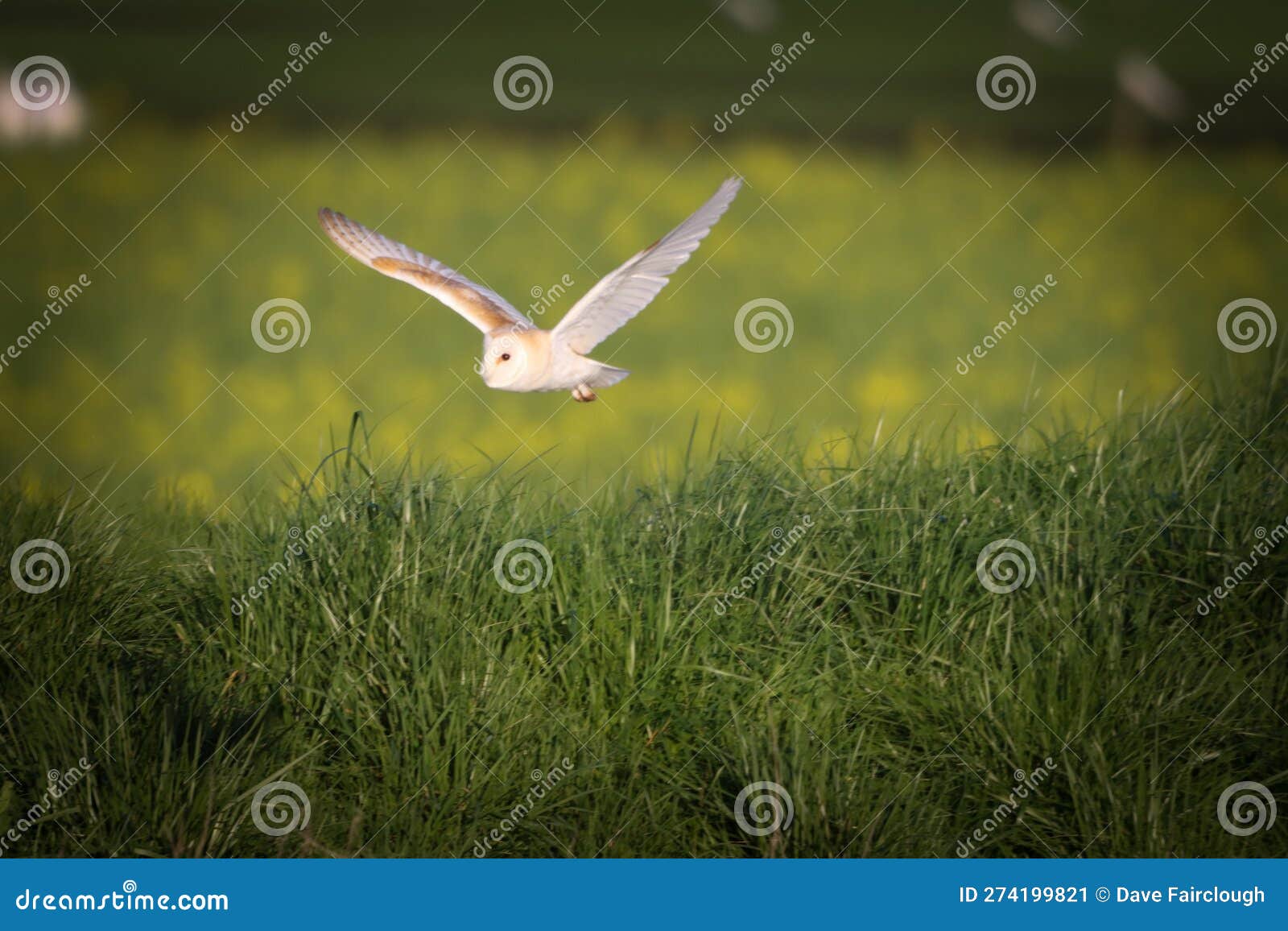 A Stunning Animal Portrait of a Barn Owl in Flight at Sunset Stock ...