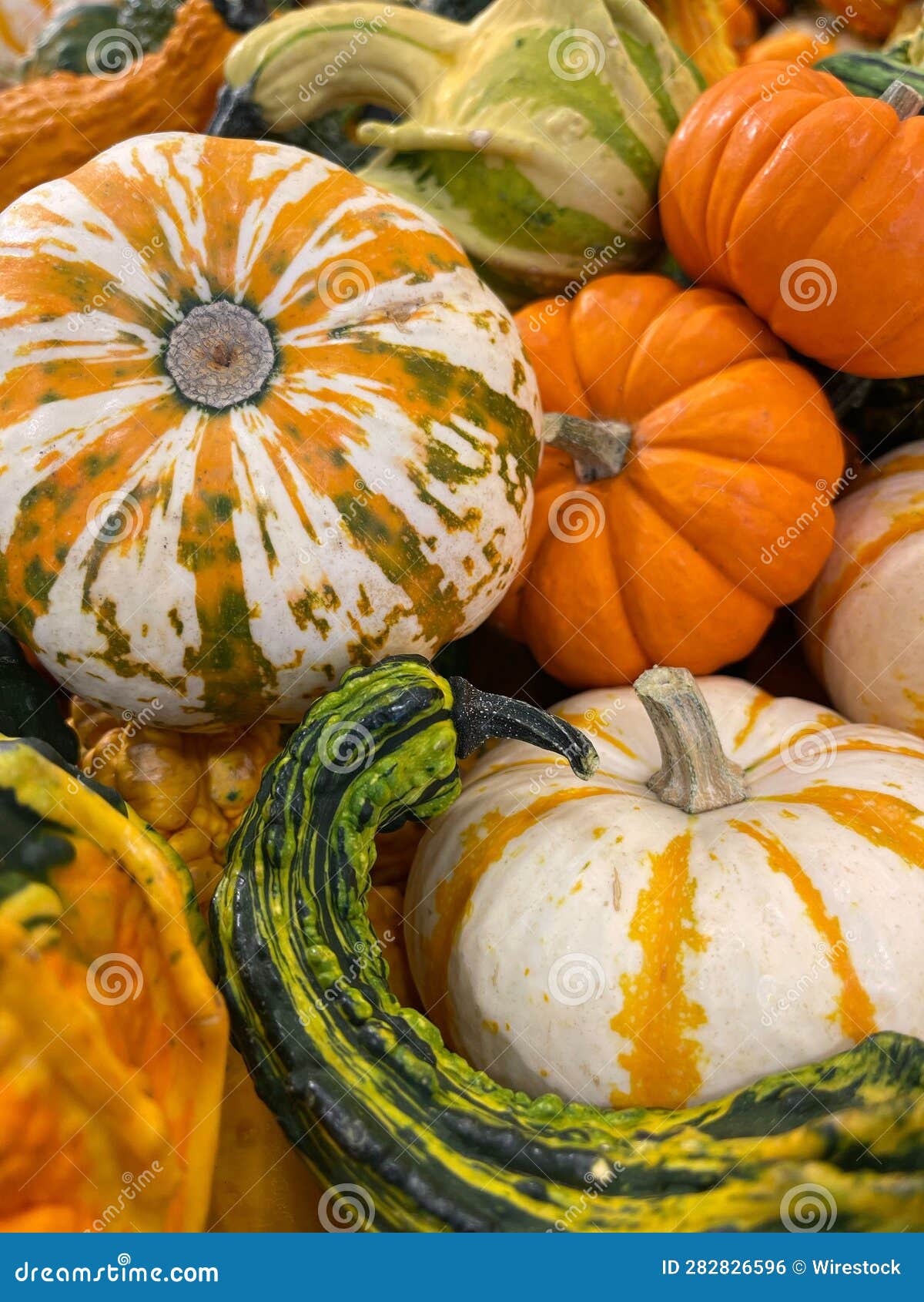 Stunning Autumnal Selection of Vibrant Pumpkins Piled Together on the ...