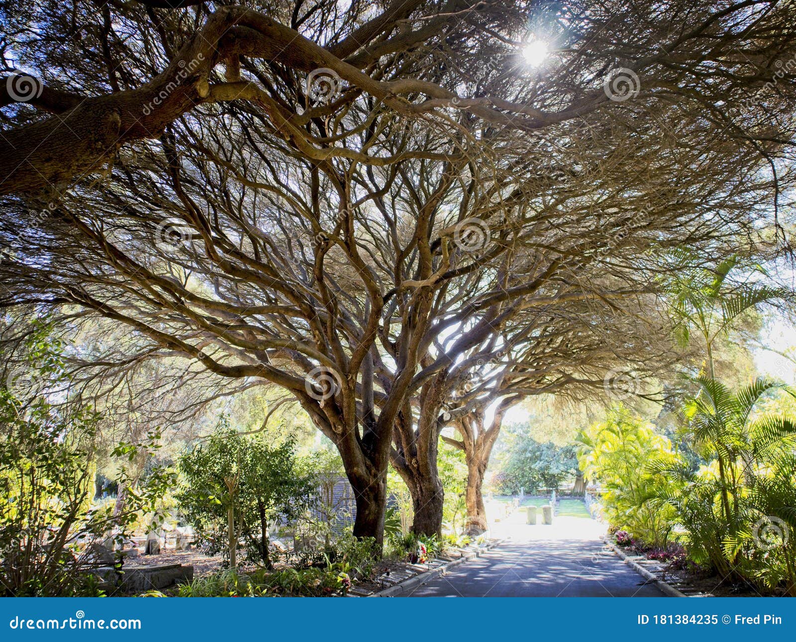 Stunning Back Lit Trees Alongside Narrow Pathway Stock Image - Image of ...