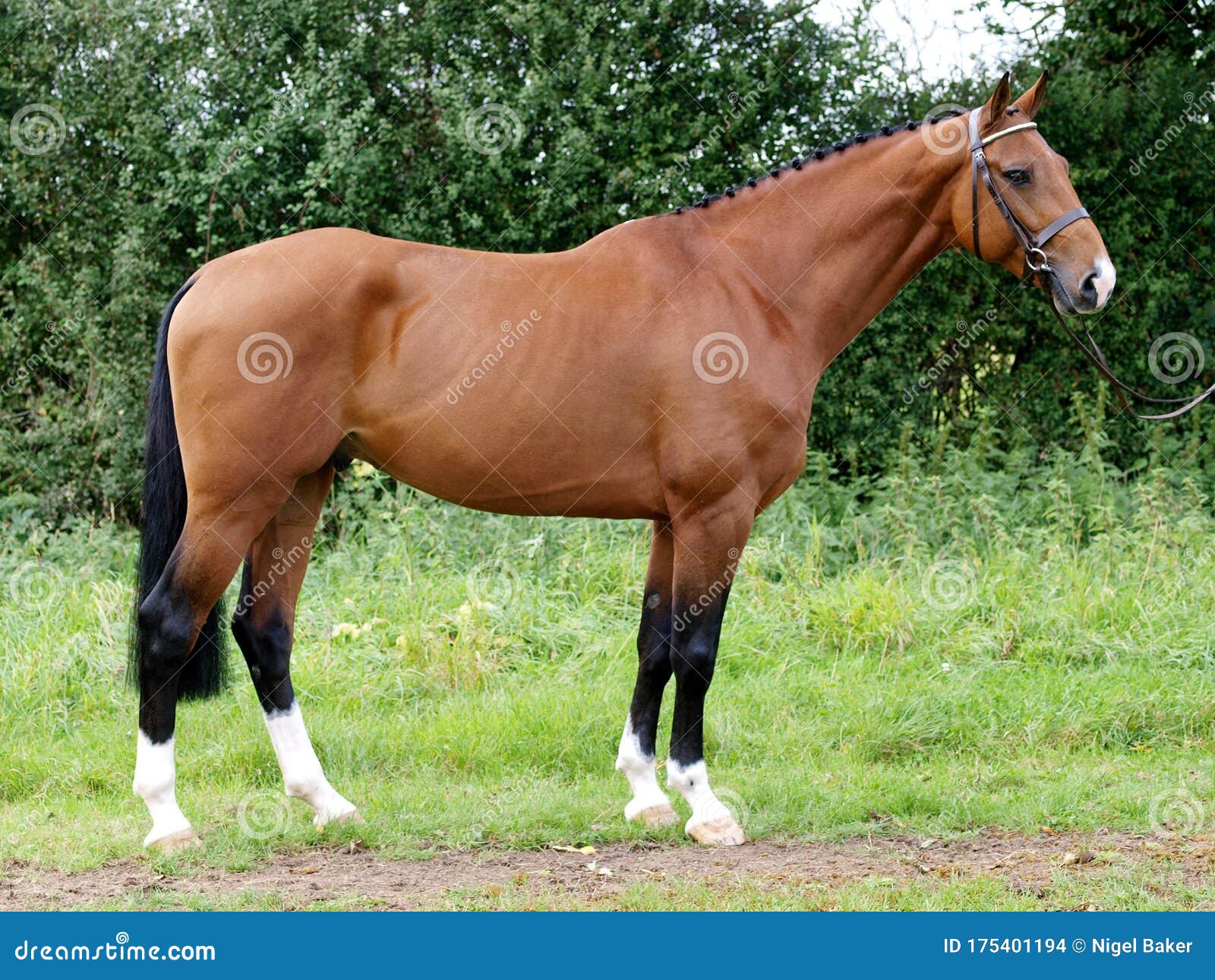 Stunning Bay Stallion stock photo. Image of head, beauty - 175401194