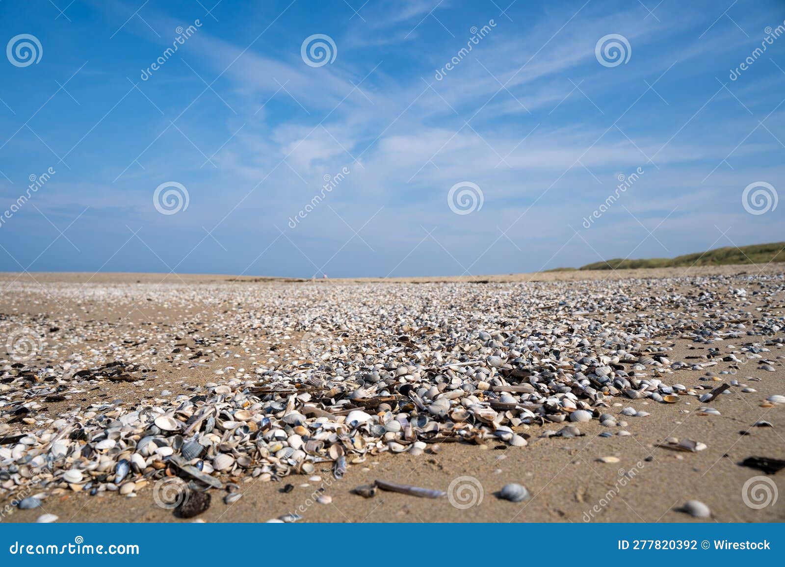 Stunning Beach Scene Featuring a Sandy Shoreline with a Vast Array of ...
