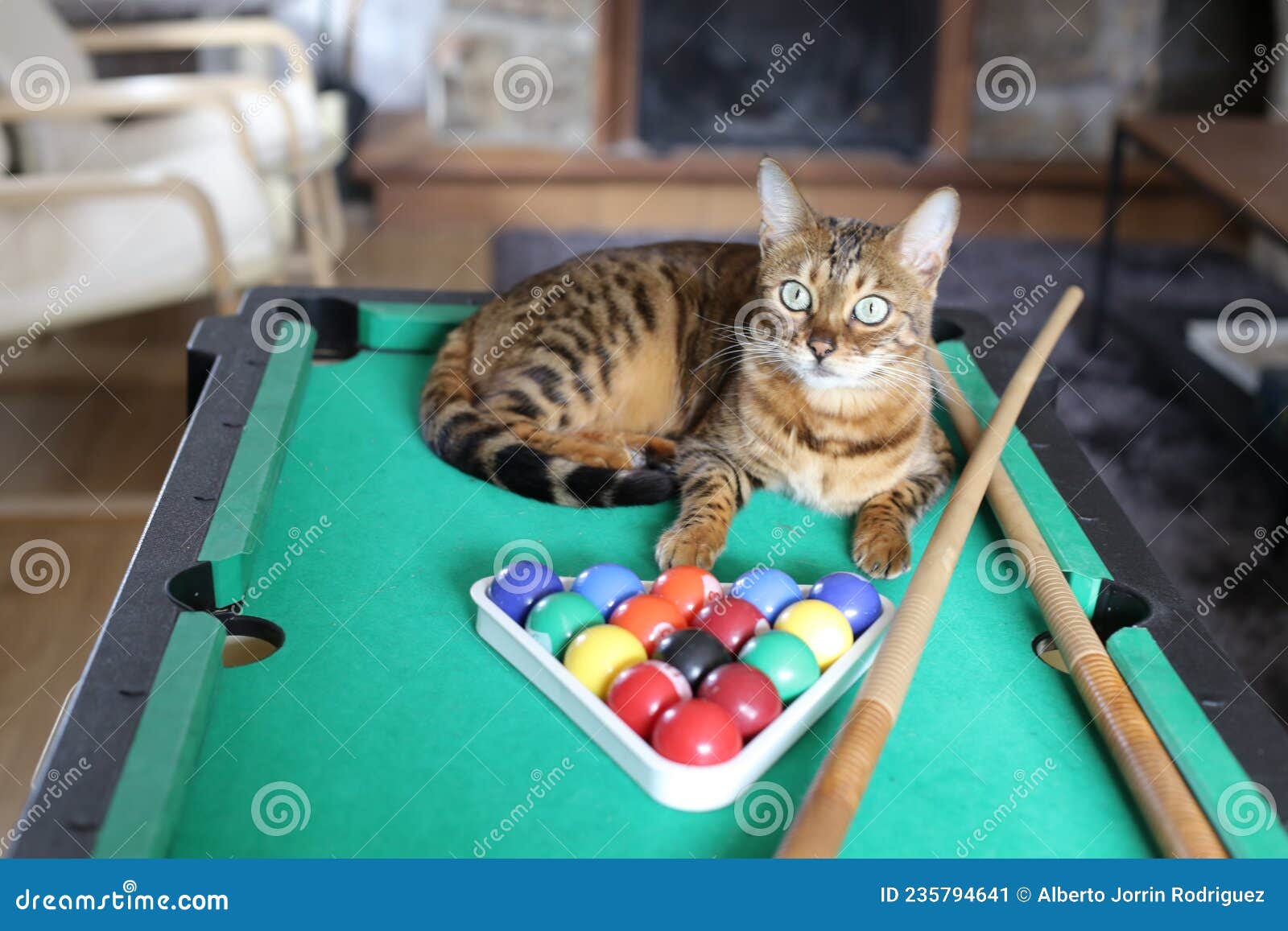 Stunning Bengal Cat with Pool Table Stock Image - Image of bengal ...