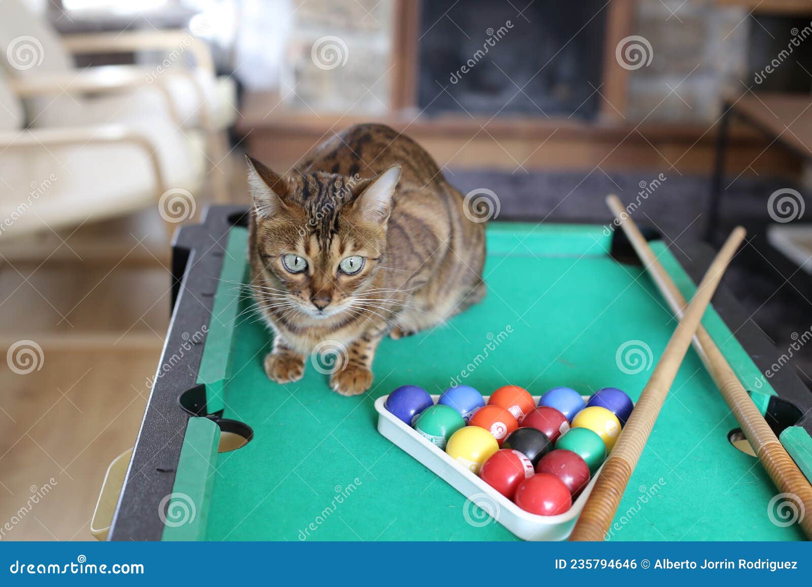 Stunning Bengal Cat with Pool Table Stock Photo - Image of portrait ...