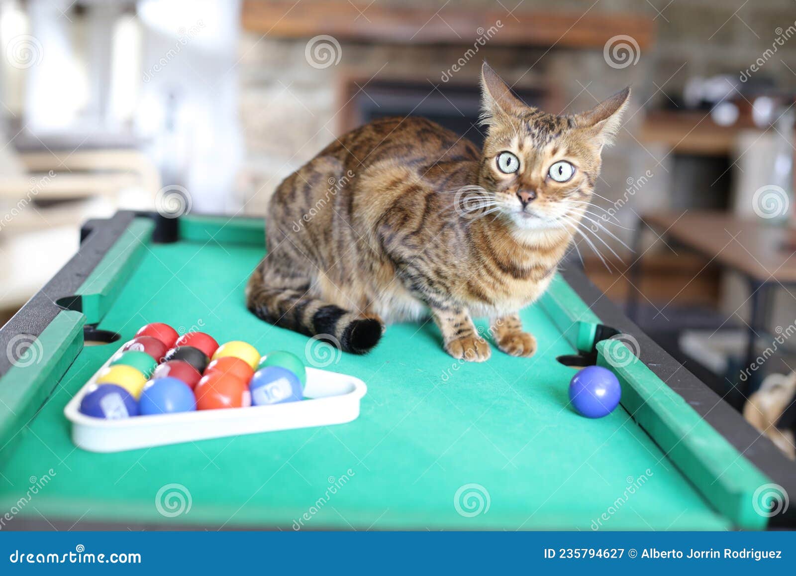 Stunning Bengal Cat with Pool Table Stock Image - Image of asia ...