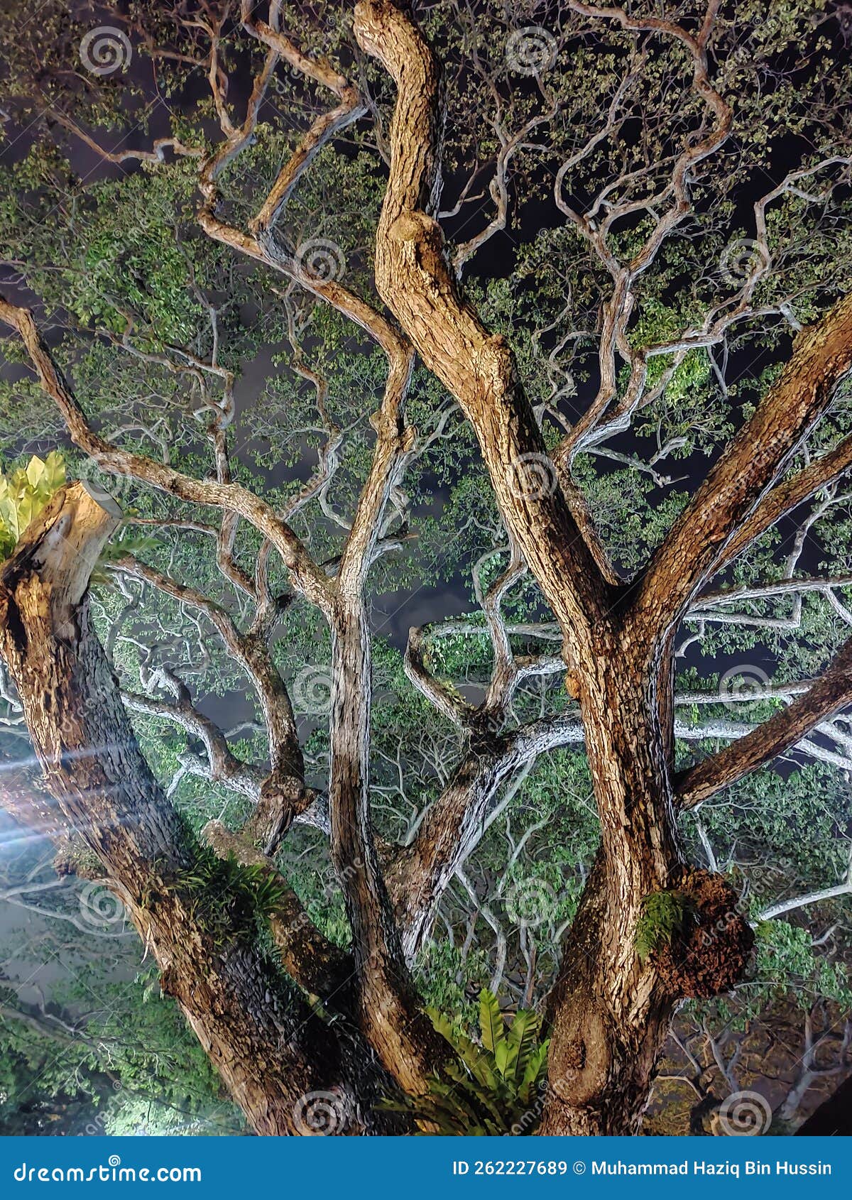Stunning Big Tree in the Night with Street Lights Stock Image - Image ...