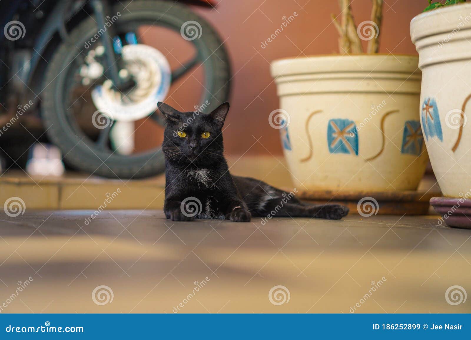 The Stunning Black Stallion Galloping Across The Field On A Background ...