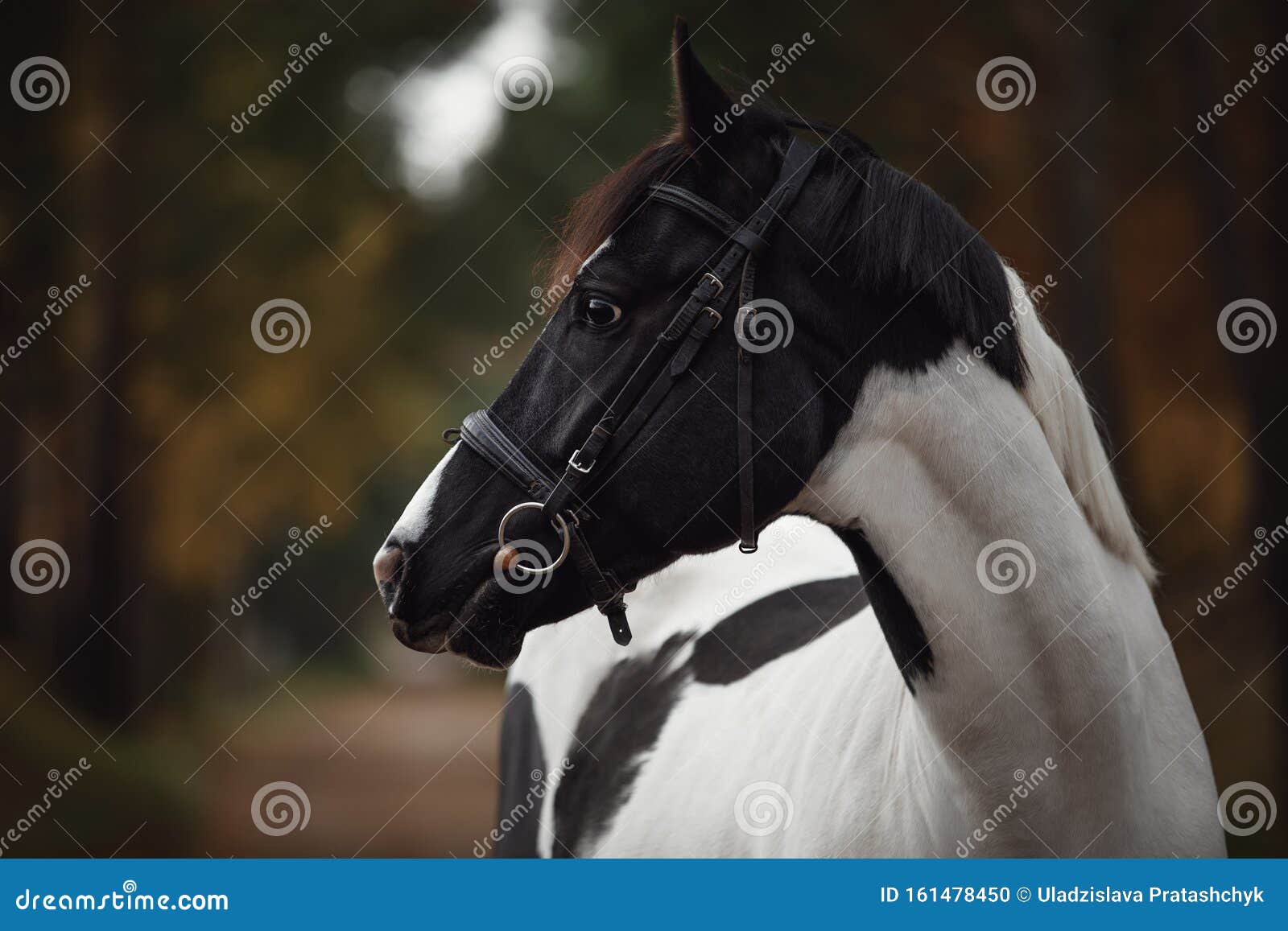 Stunning Black and White Pinto Gelding Horse in Autumn Forest Stock ... Stunning Black and White Pinto Gelding Horse in Autumn Forest Stock ...