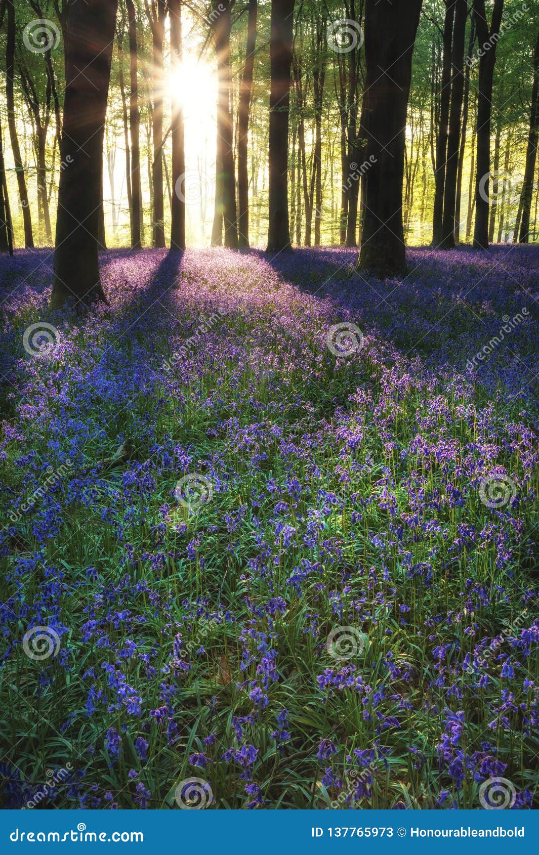 Stunning Bluebell Forest Landscape Image in Soft Sunlight in Spring ...