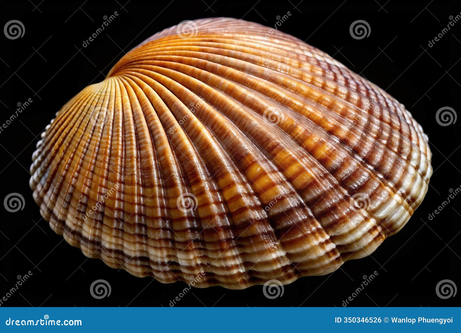 Stunning Brachiopod Shell Convex Form Distinct Hinge Line and ...