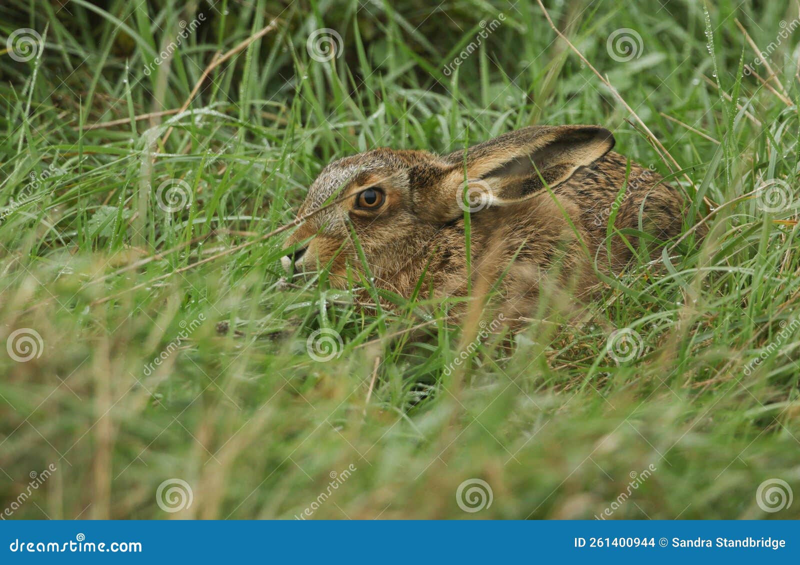 A Stunning Brown Hare, Lepus Europaeus, Hiding in the Long Grass. Stock ...