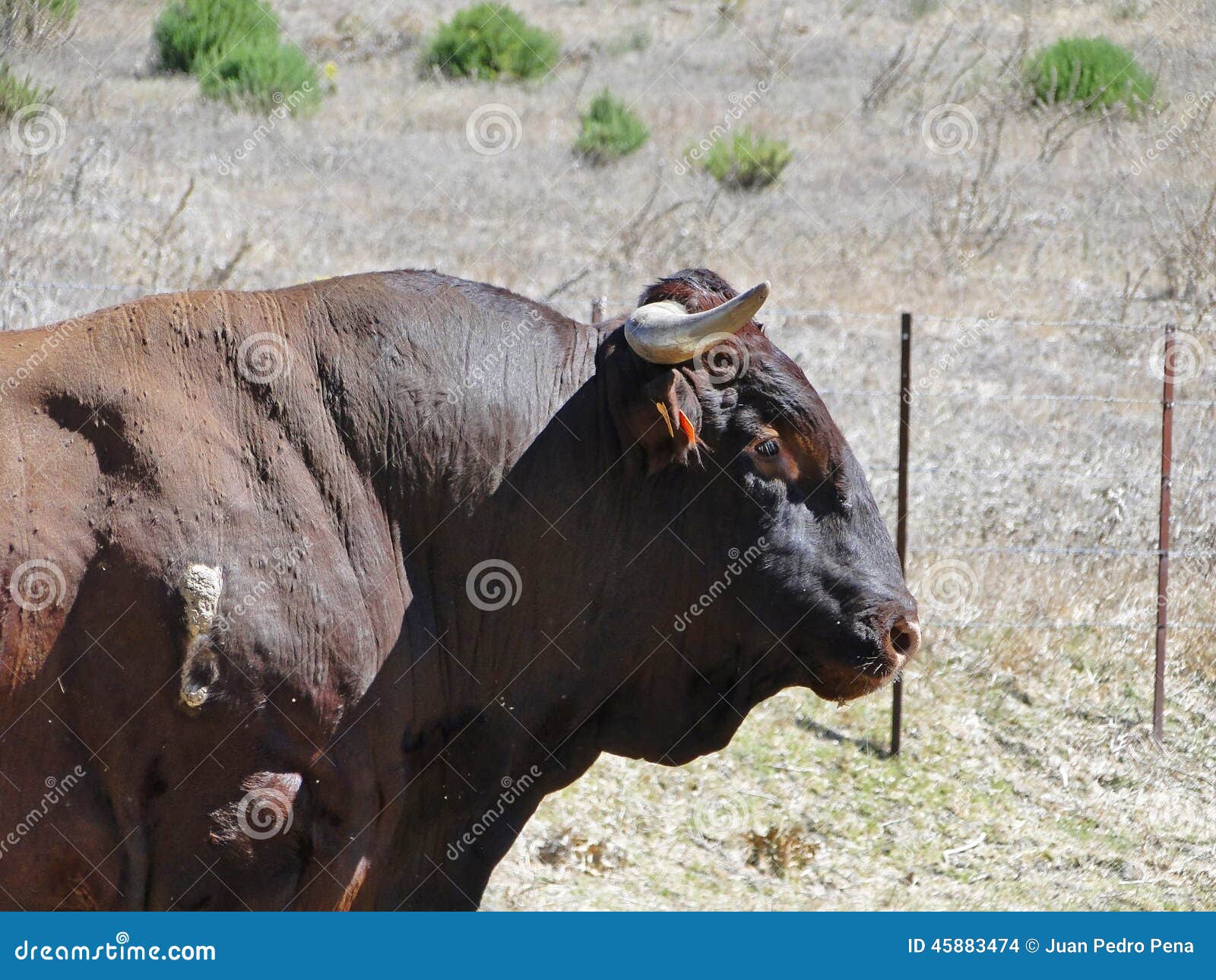 Stunning bullhead. stock photo. Image of farm, head, rodeo - 45883474