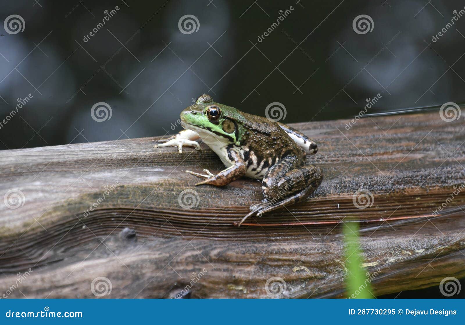 Stunning Close Up of a Frog on a Log Stock Image - Image of fallen ...
