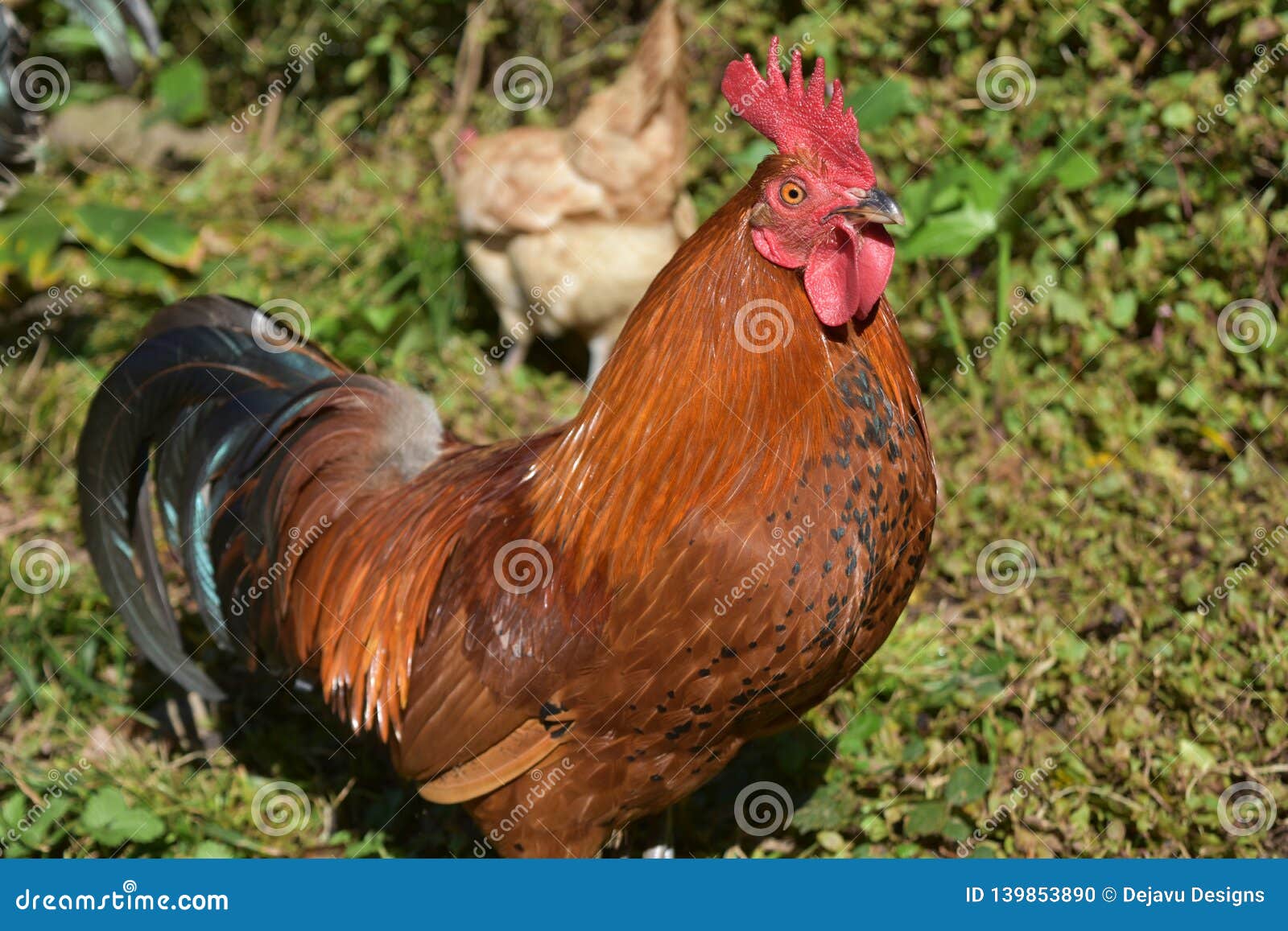 Stunning Close Up Look at a Free Range Chicken Stock Photo - Image of ...