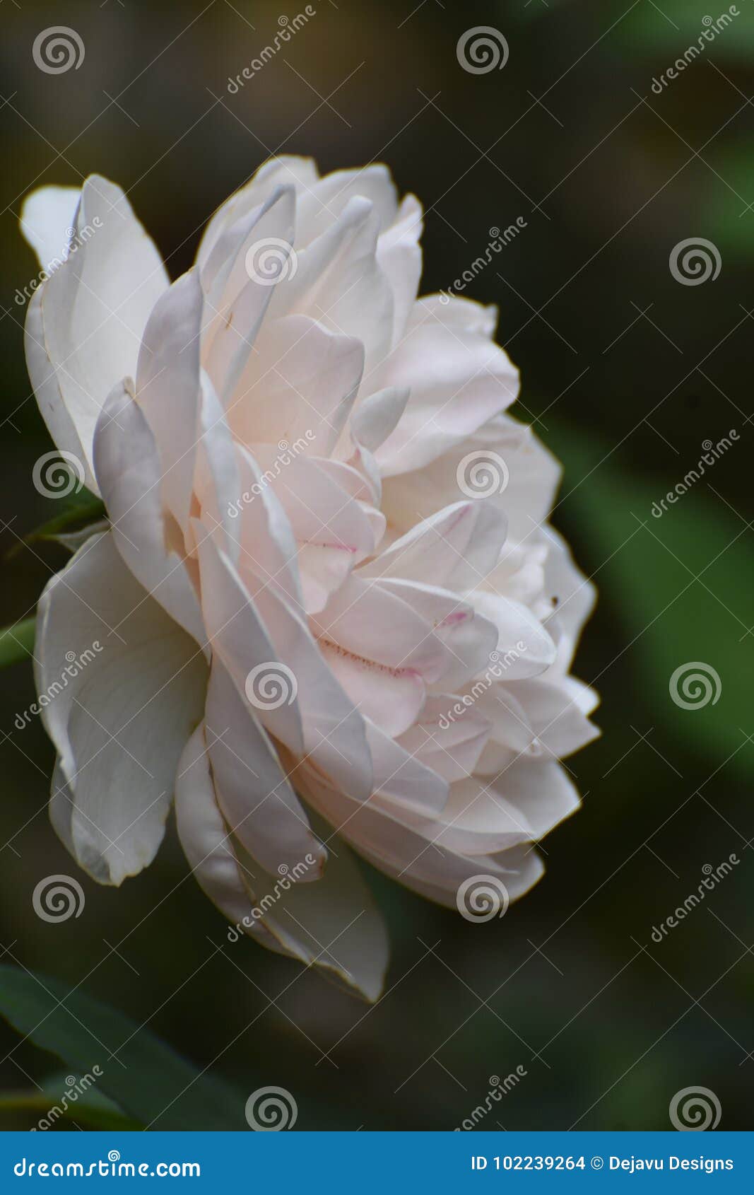 Stunning Image of a White Rose in the Spring Stock Photo - Image of ...