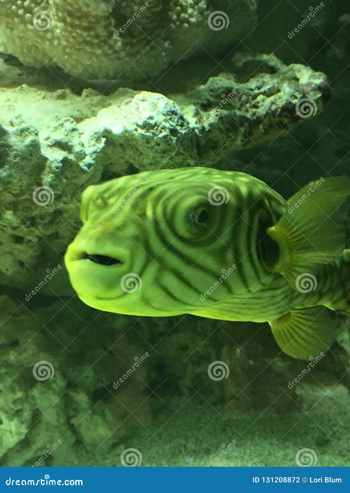 Stunning Colorful Fish Species Stock Photo - Image of fish, aquarium ...