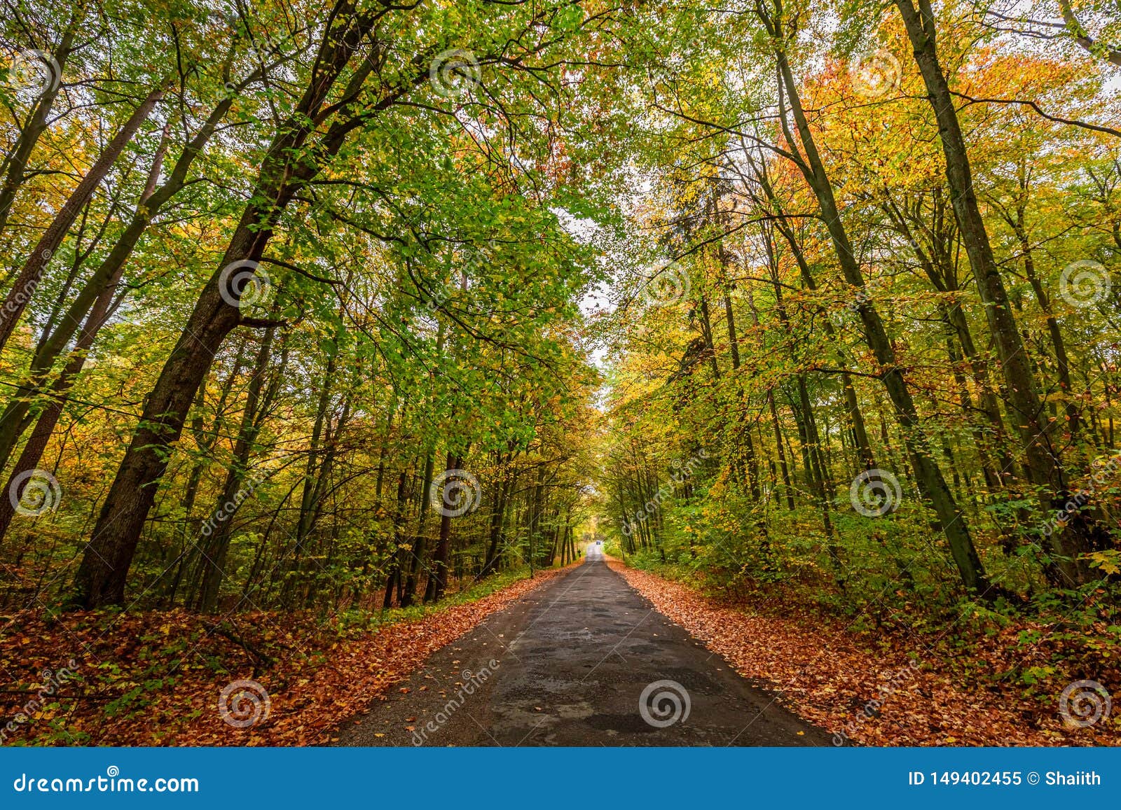 Stunning and Colorful Path in the Forest Stock Image - Image of ...