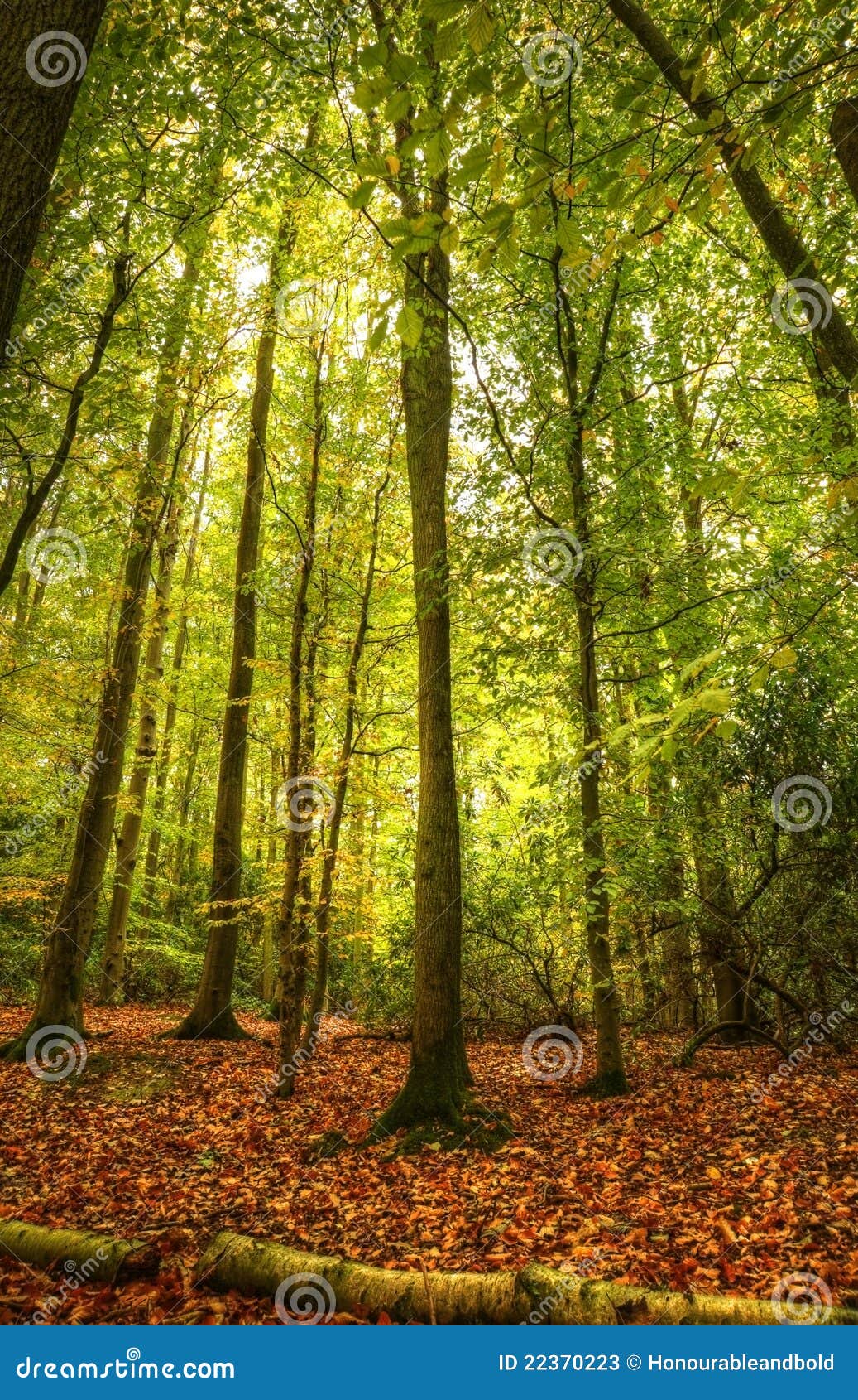 Stunning Colorful Vibrant Autumn Fall Forest Stock Image - Image of ...