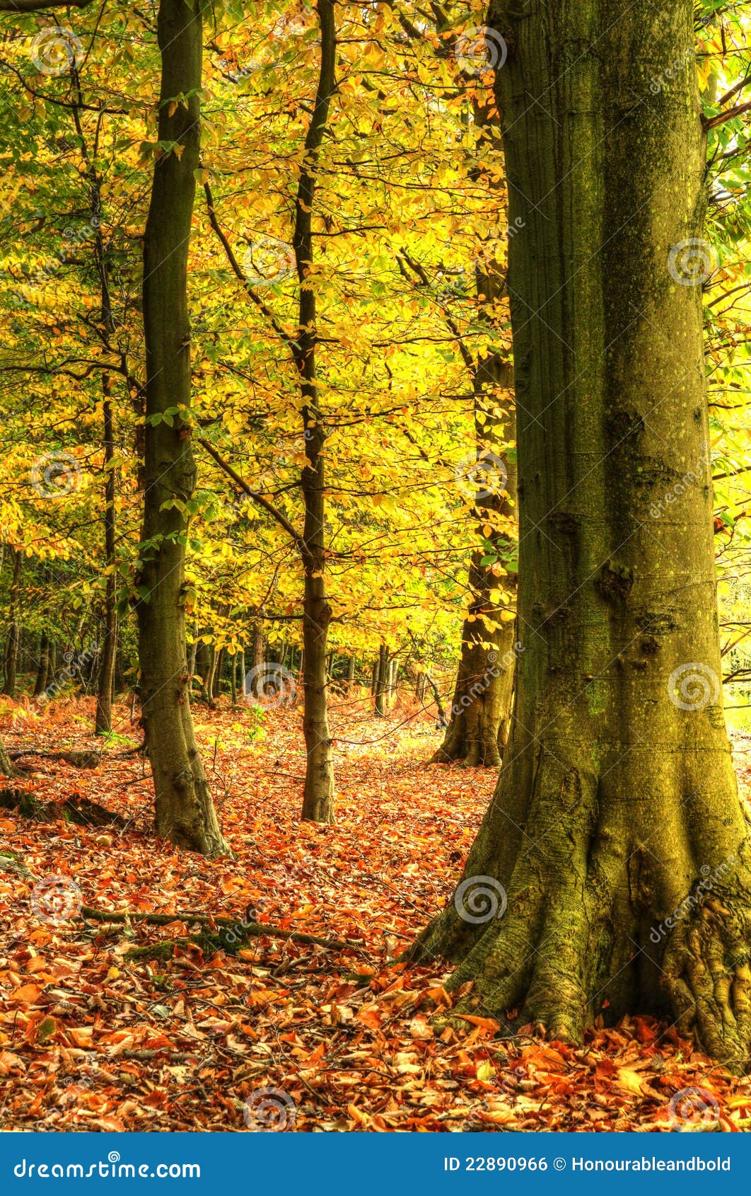 Stunning Colorful Vibrant Autumn Forest Stock Photo - Image of green ...