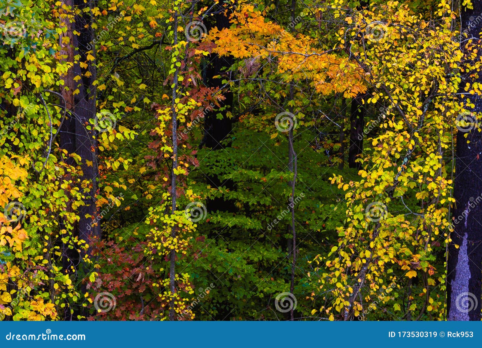 Stunning Colors of Autumn Hidden Deep in the Green Forest Stock Image ...
