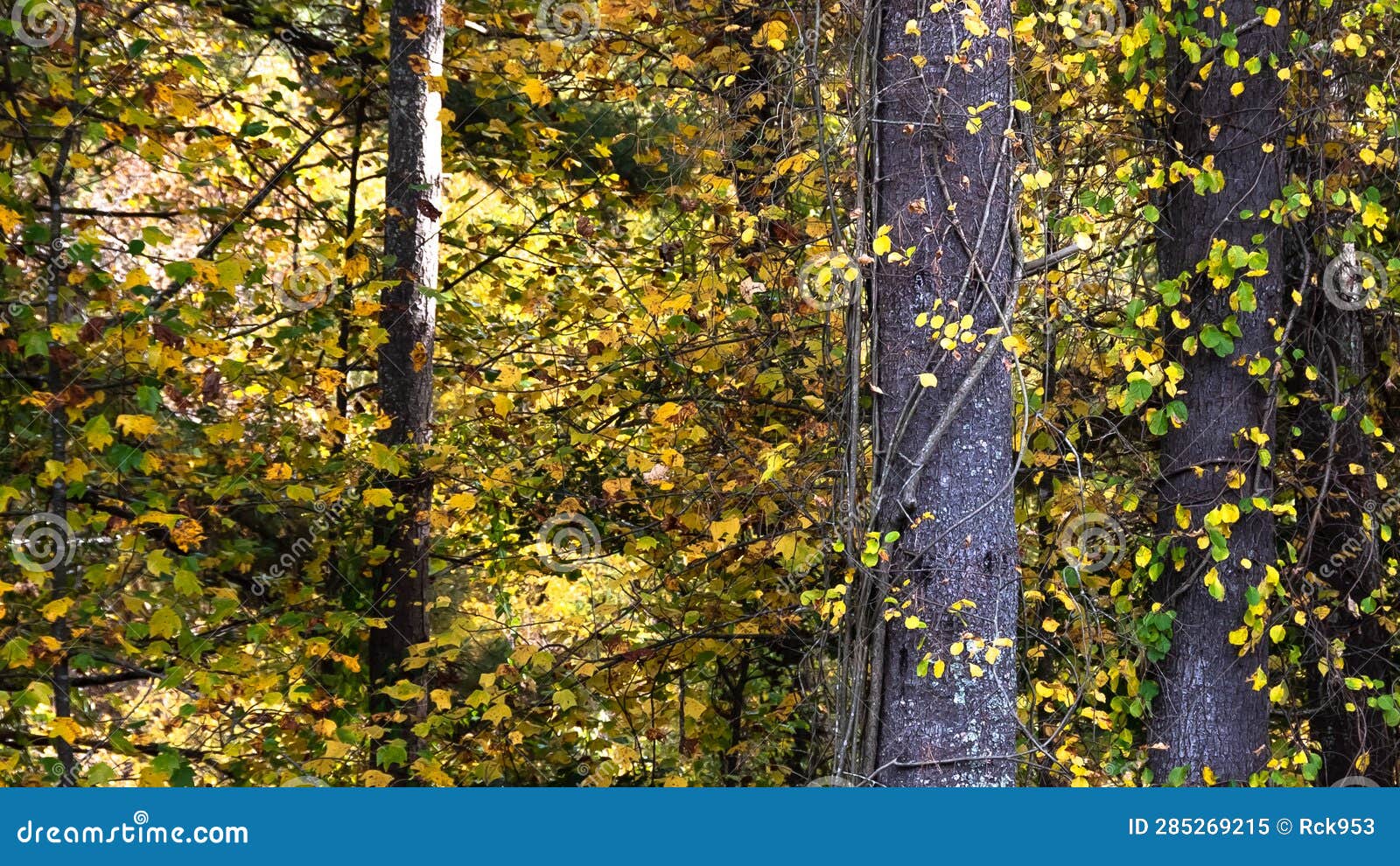 Stunning Colors of Autumn Hidden Deep in the Green Forest Stock Image ...