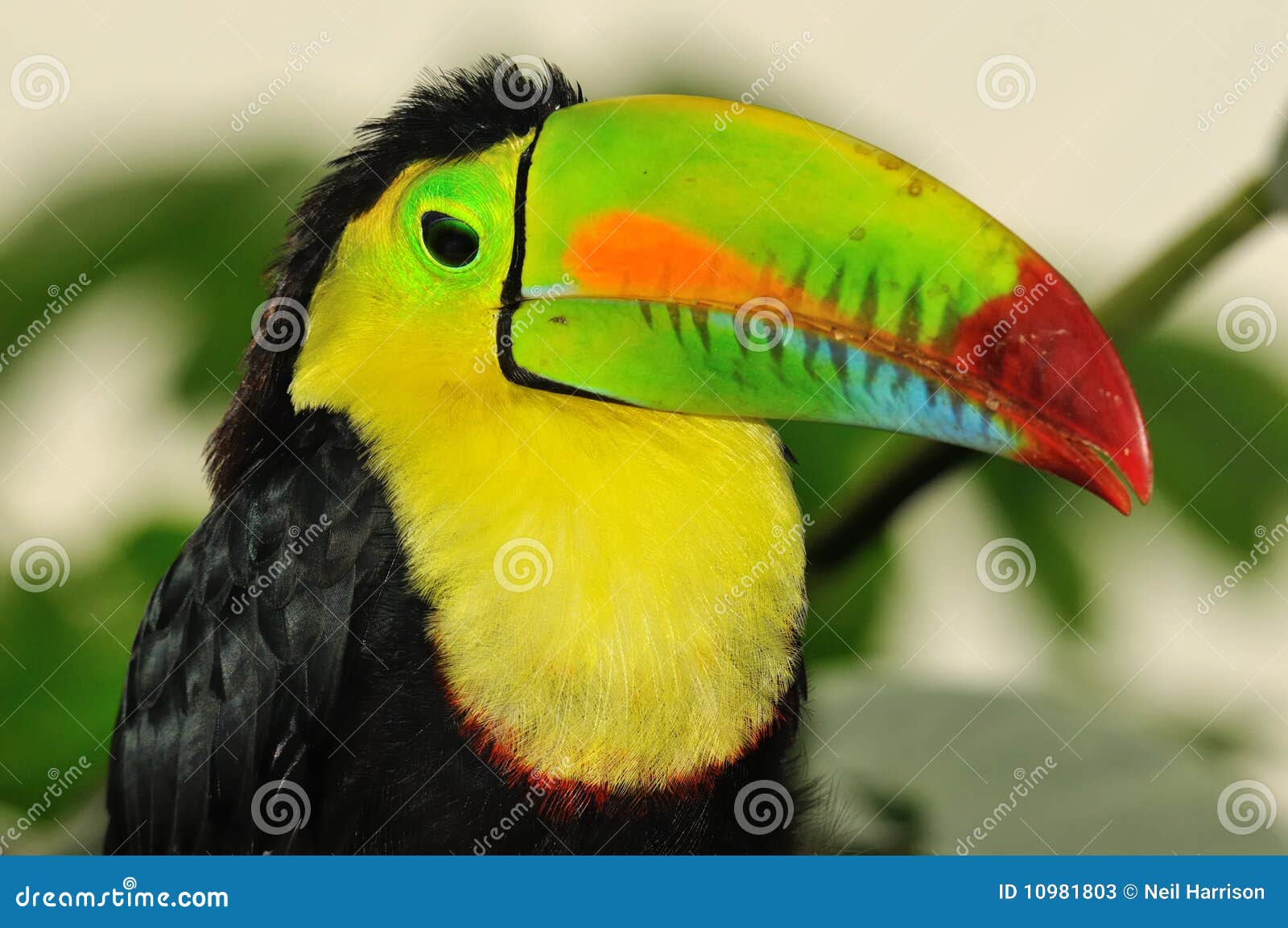 Stunning Colors of a Rainbow Toucan Stock Image - Image of vivid ...