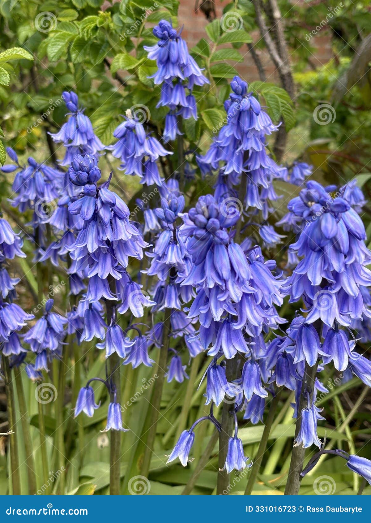Stunning Common Bluebell Flower in Full Bloom Stock Image - Image of ...