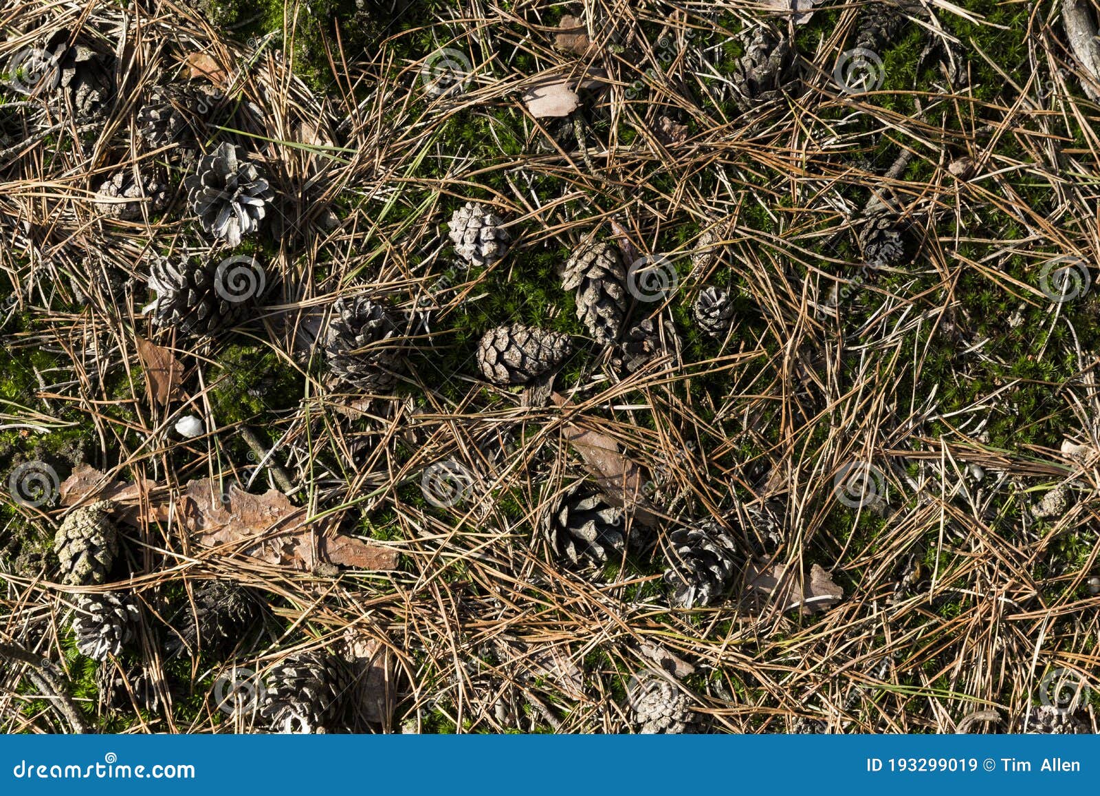 Conifer Pinecone Forest Floor Texture Stock Image - Image of close ...