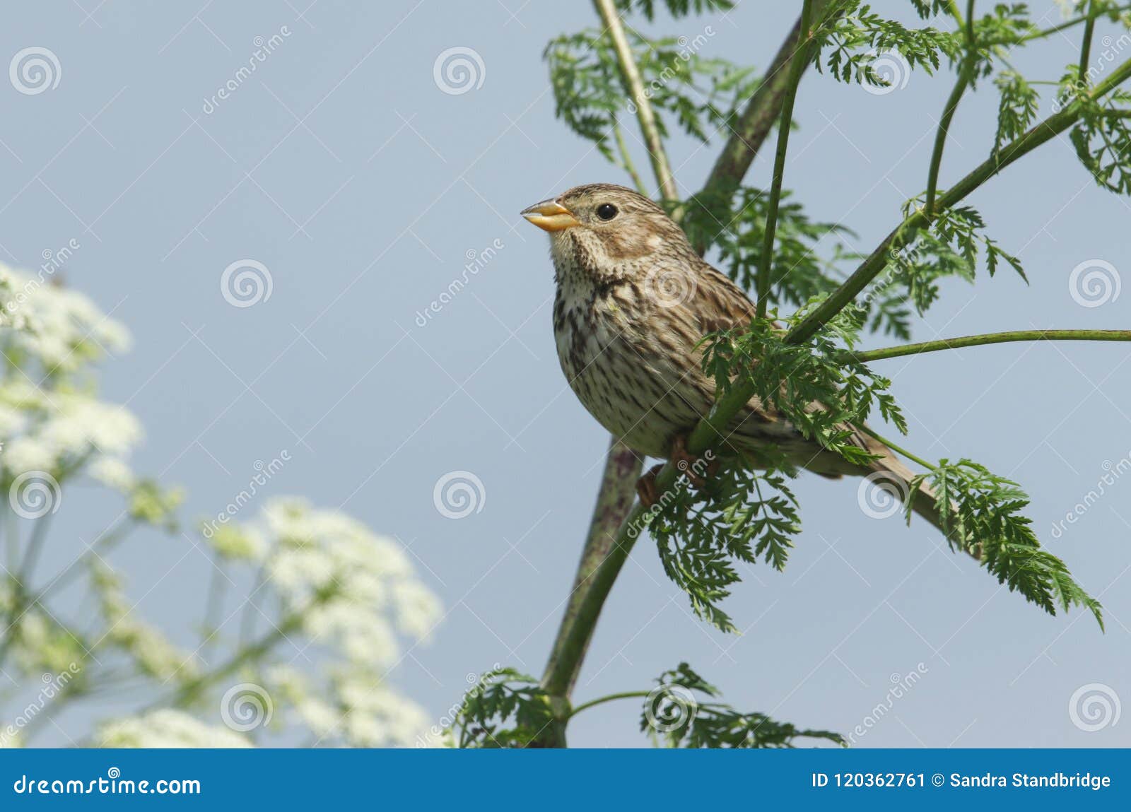 A Stunning Corn Bunting Emberiza Calandra Perching on a Hemlock Plant ...