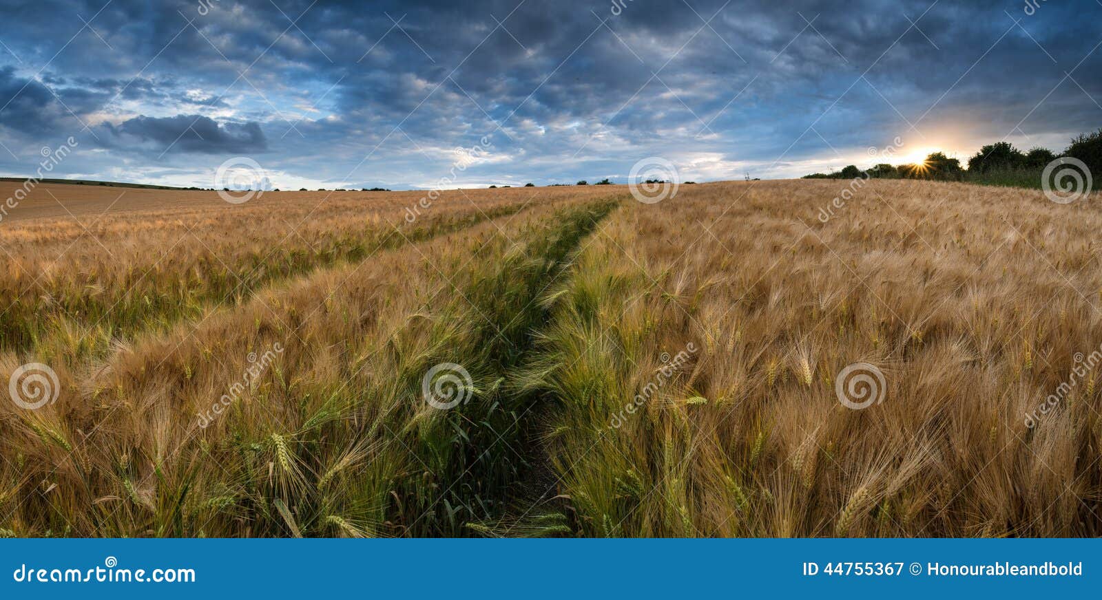 Stunning Countryside Landscape Wheat Field in Summer Sunset Stock Image ...