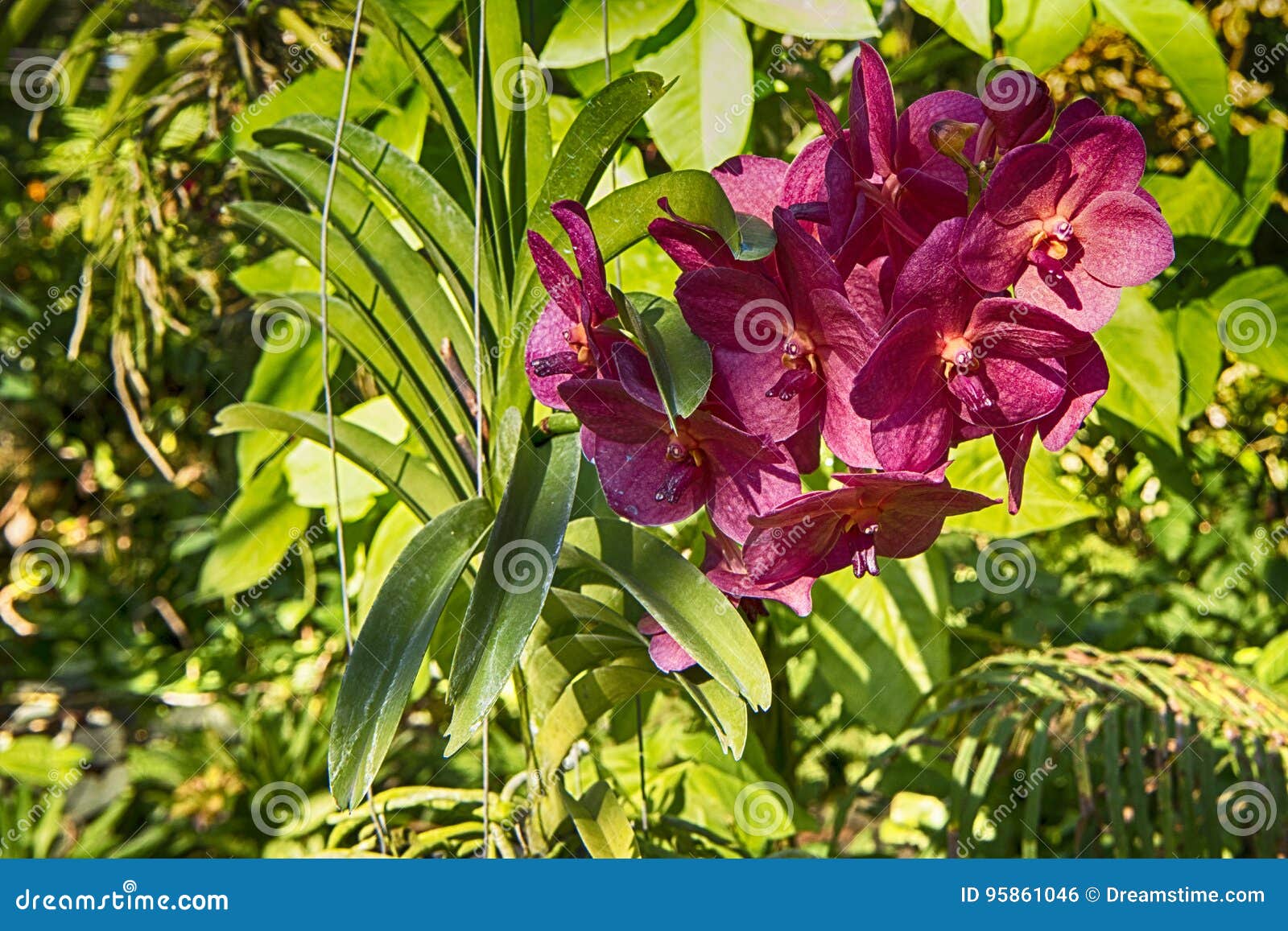 Stunning Crimson Flower stock photo. Image of thailand - 95861046