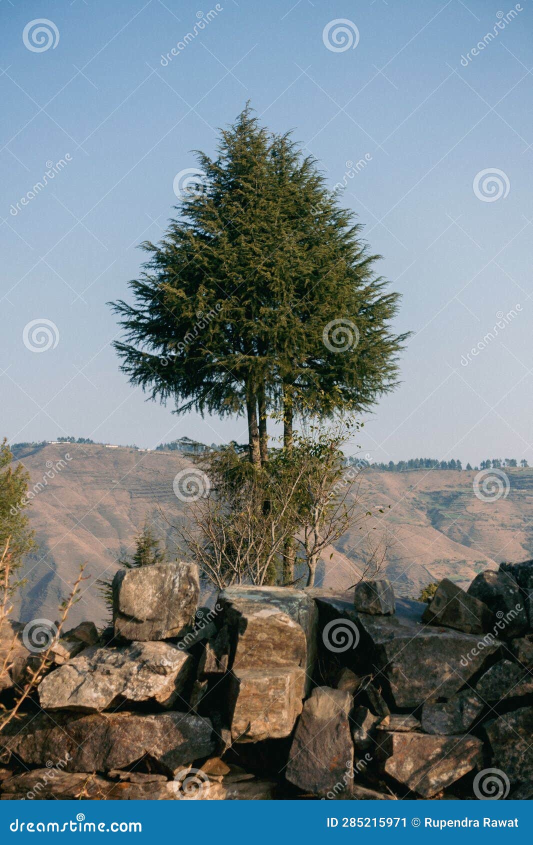 Stunning Deodar Cedar Tree in the Himalayan Landscape, Surrounded by ...
