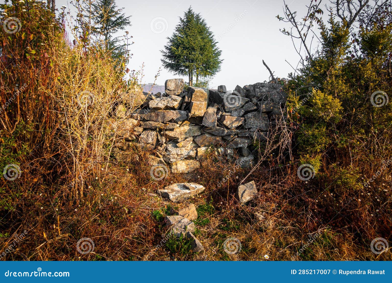 Stunning Deodar Cedar Tree in the Himalayan Landscape, Surrounded by ...