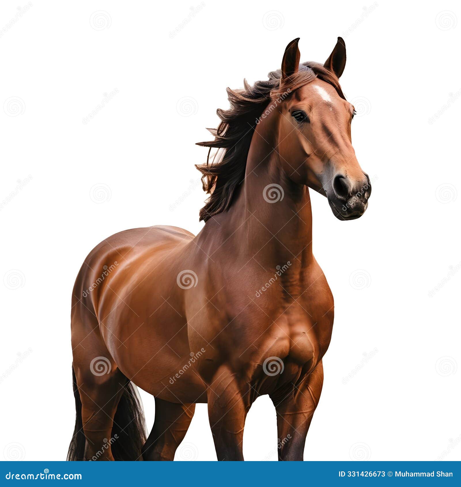 A Stunning Detailed Portrait of a Beautiful Hourse Stock Image - Image ...