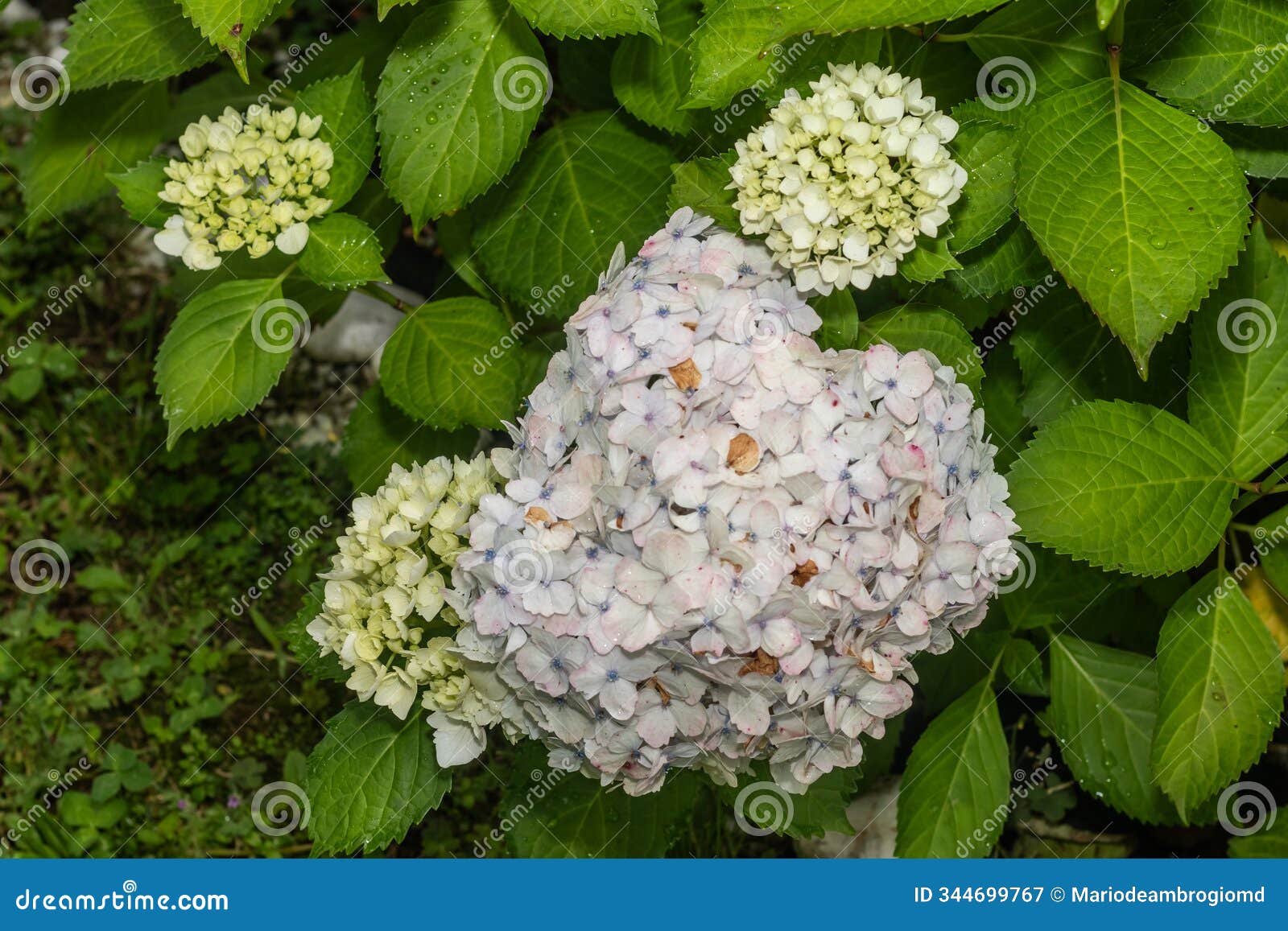 Hydrangea Progression, Featuring Flowers in Budding, Blooming, and ...