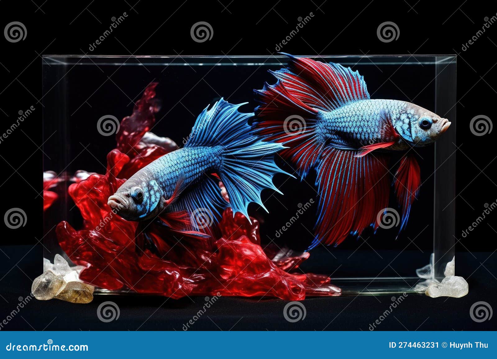 A Stunning Display of Siamese Fighting Fish with the Best Lighting AI ...