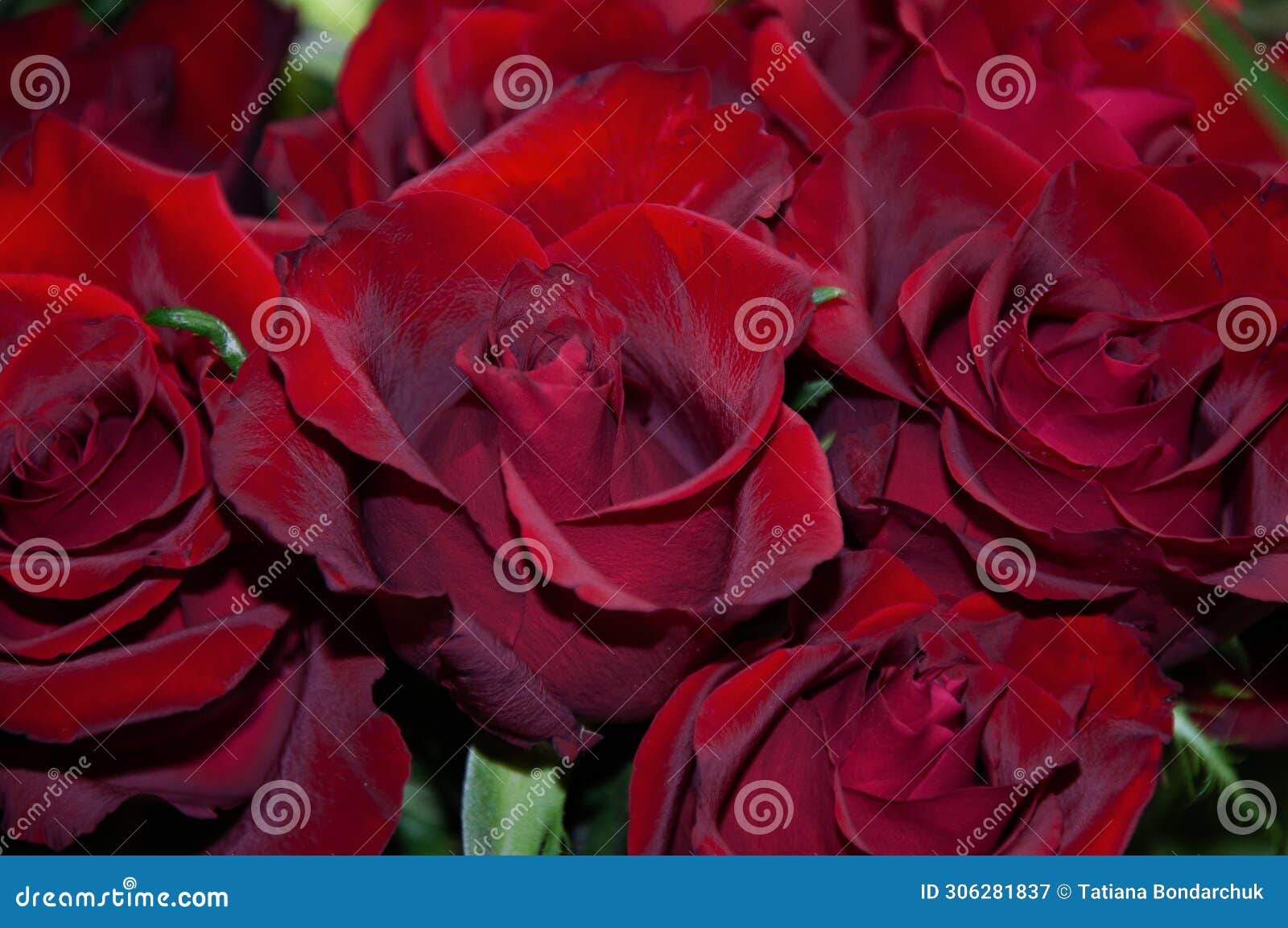 A Stunning Display of Vibrant Red Roses, Symbolizing Love and Passion ...