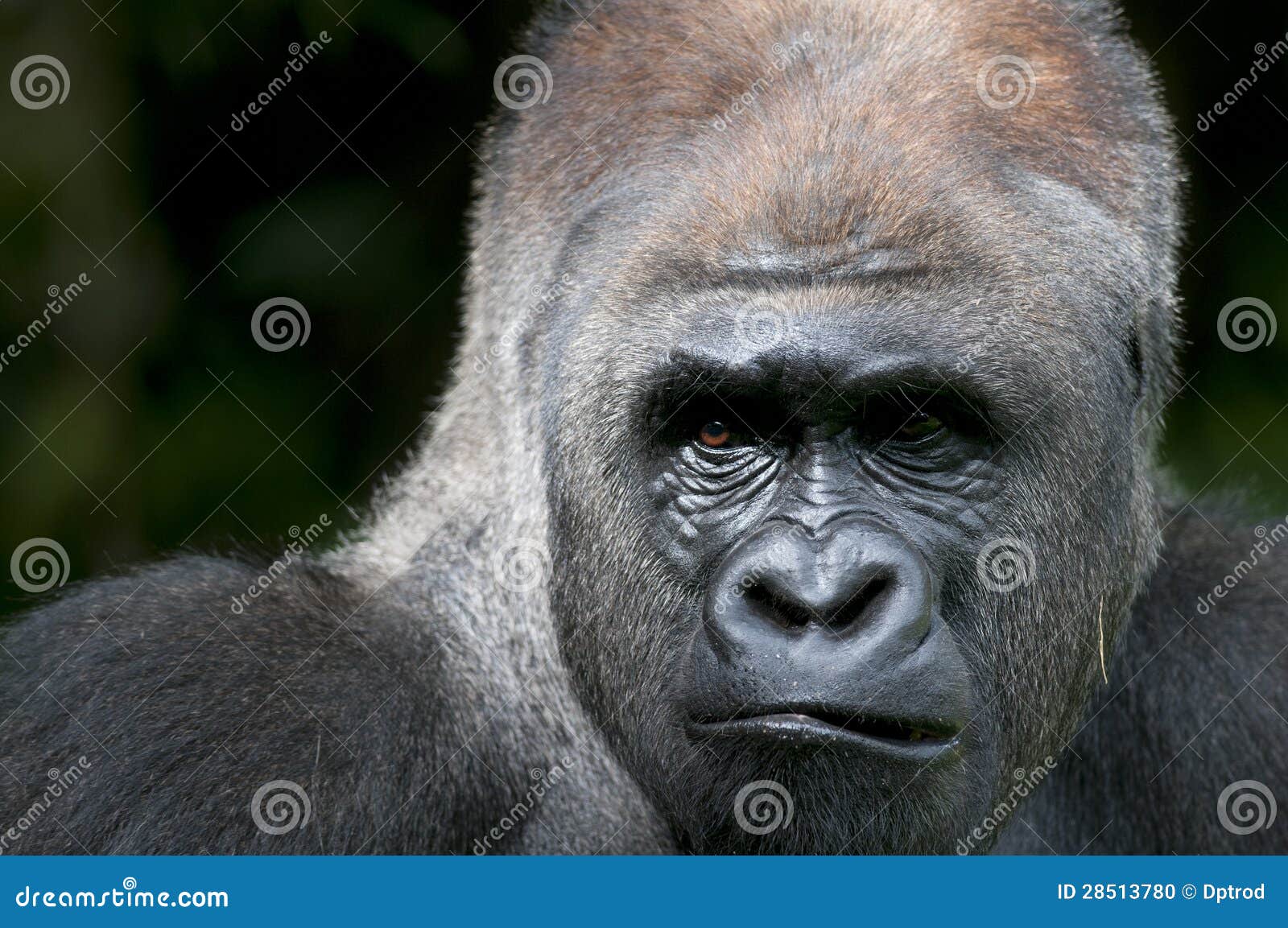 Stunning eye on silverback stock photo. Image of species - 28513780