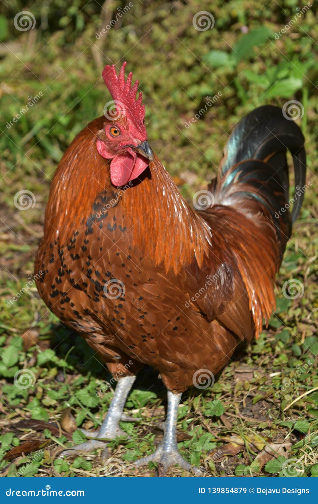 Stunning Free Range Red and Brown Rooster Stock Image - Image of ...