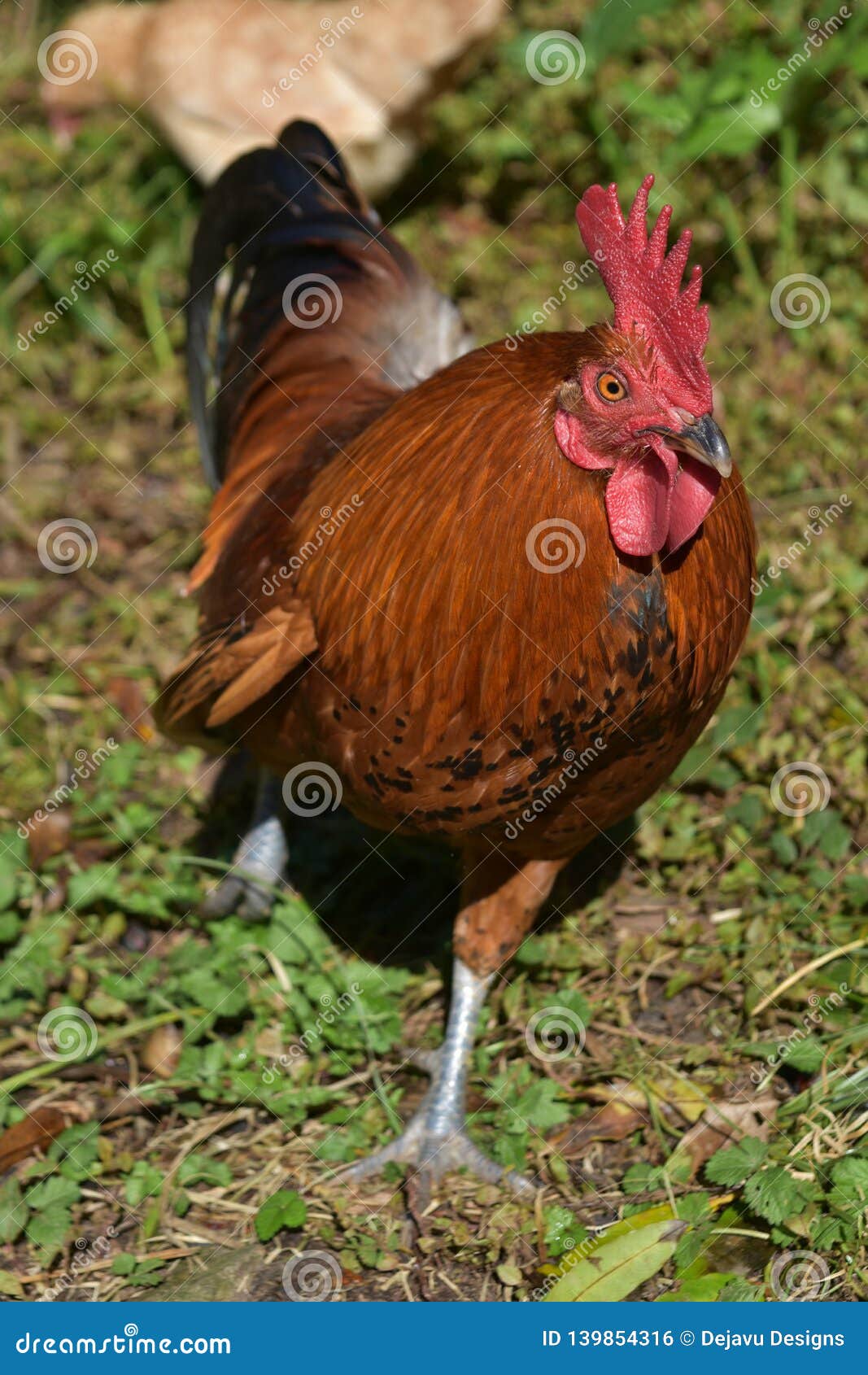 Stunning Free Range Red Rooster with Shiny Brown Feathers Stock Photo ...