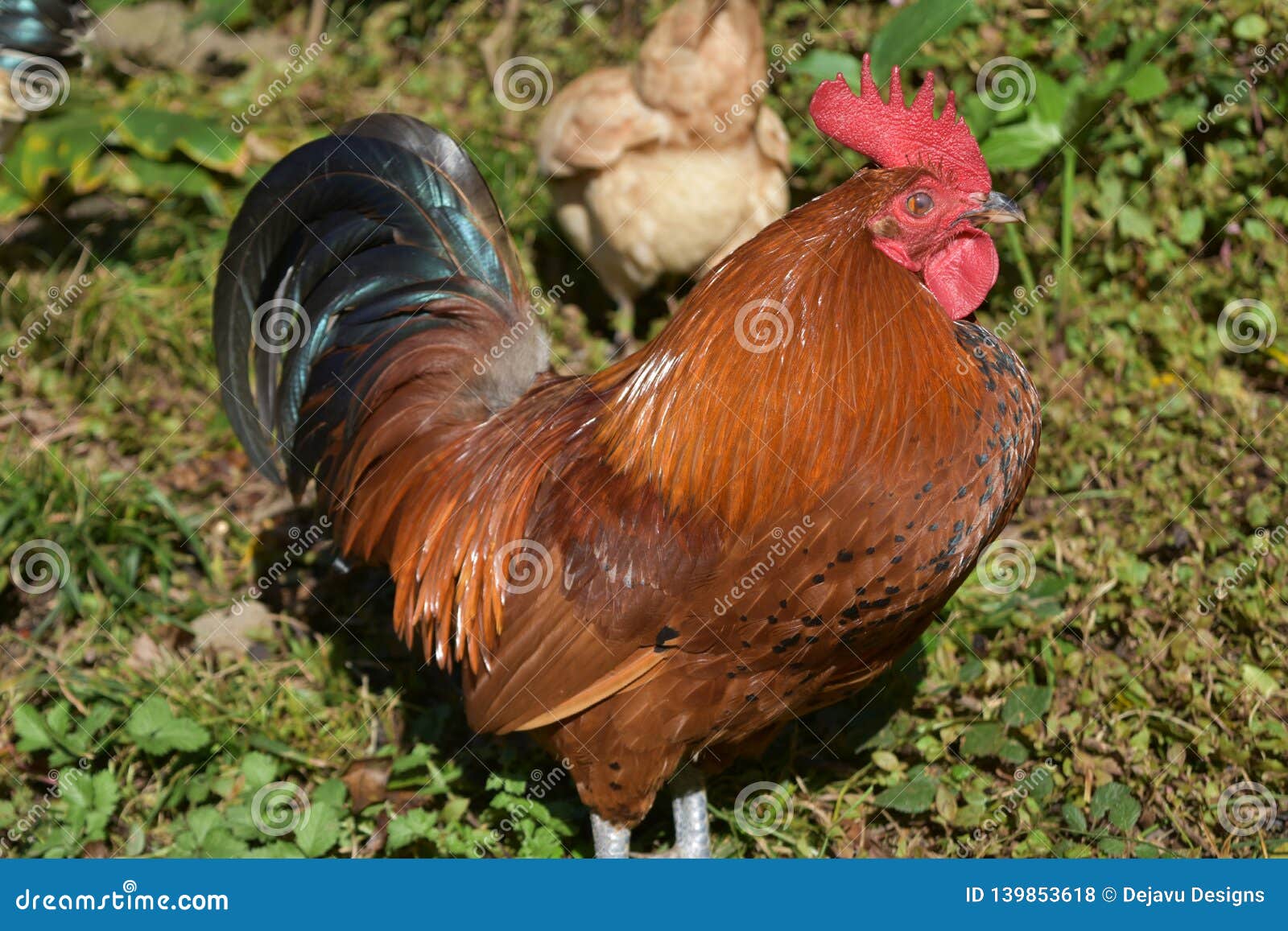 Stunning Free Range Rooster Up Close and Personal Stock Photo - Image ...