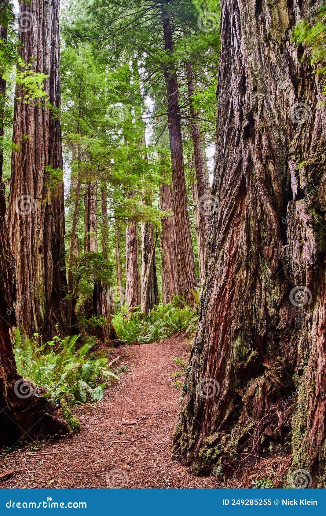 Stunning Giant Ancient Redwood Trees Line Hiking Path in California ... Stunning Giant Ancient Redwood Trees Line Hiking Path in California ...
