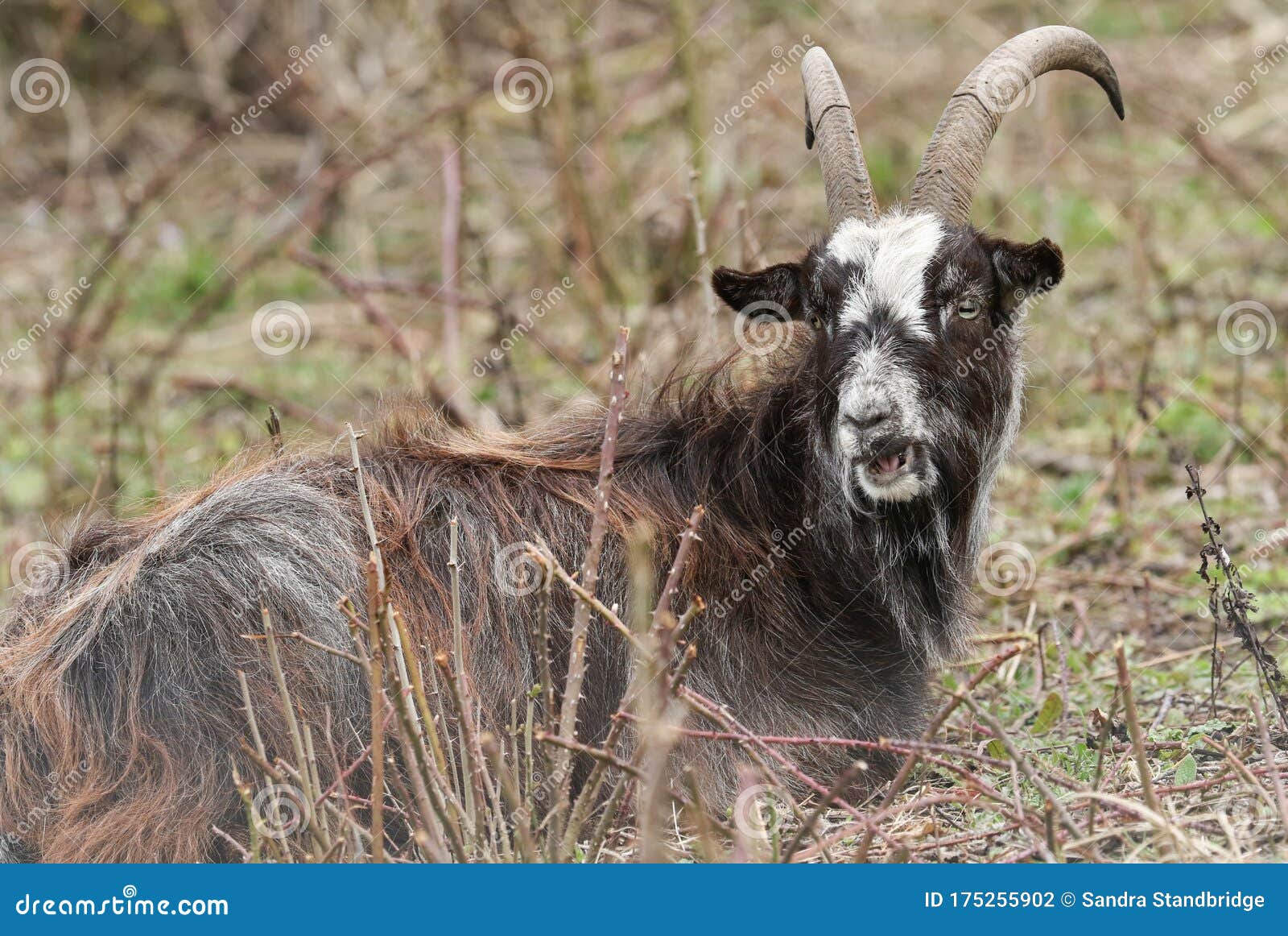 A Goat with Large Horns Lying Down Down in the Thicket Chewing the Cud ...