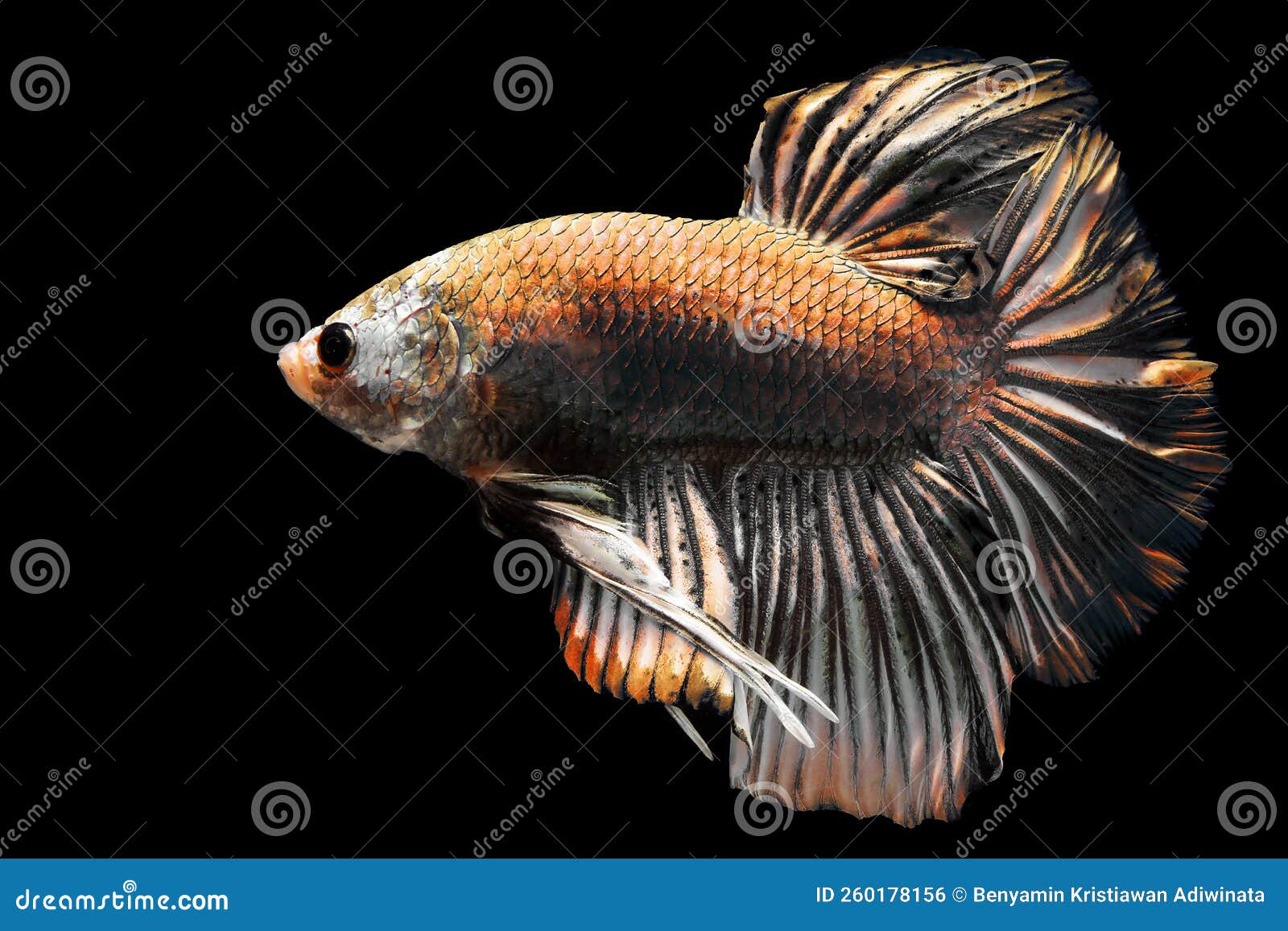 Stunning Golden Betta Fish on Blackground Stock Photo - Image of food ...