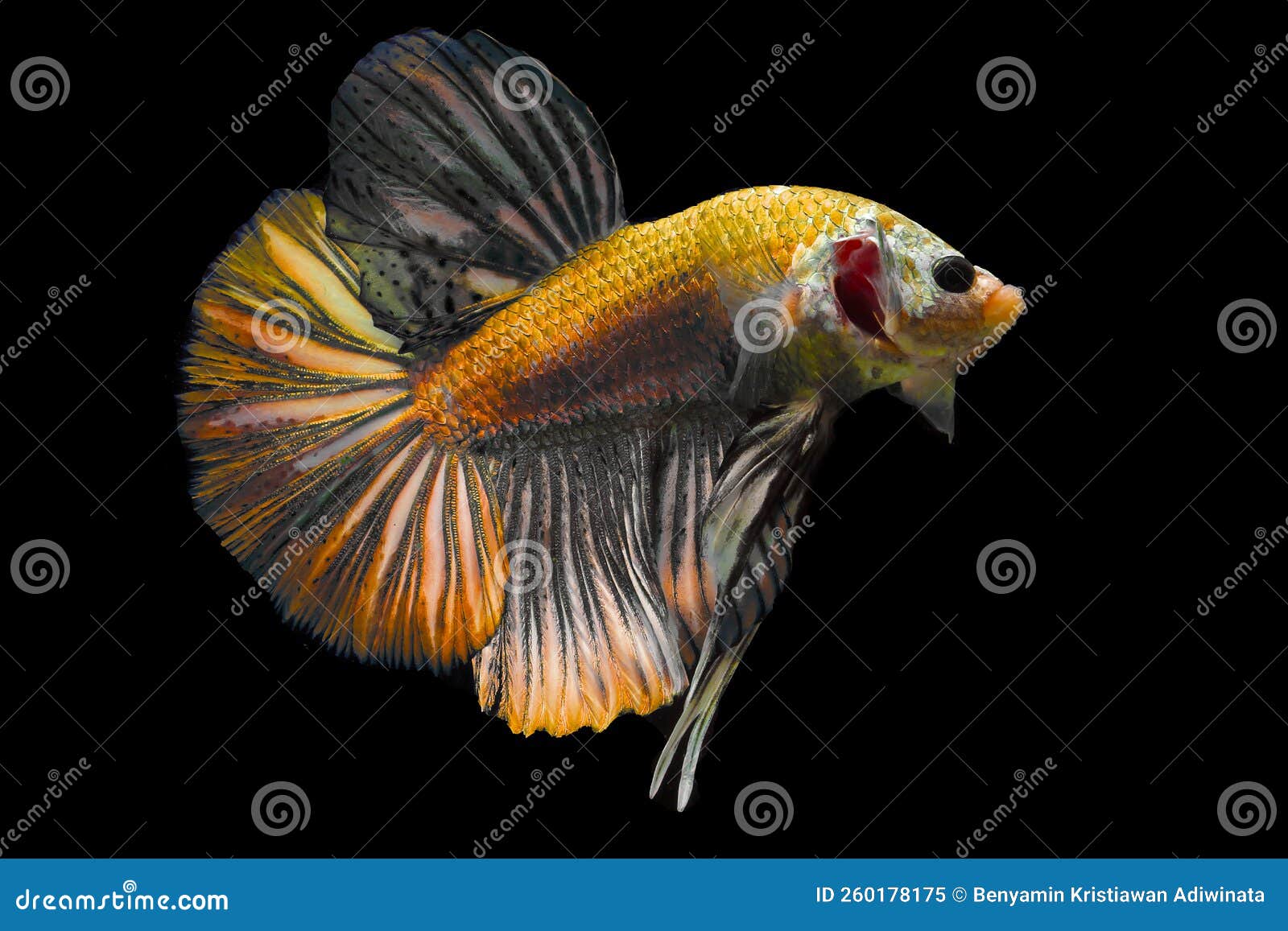 Stunning Golden Betta Fish on Blackground Stock Image - Image of food ...