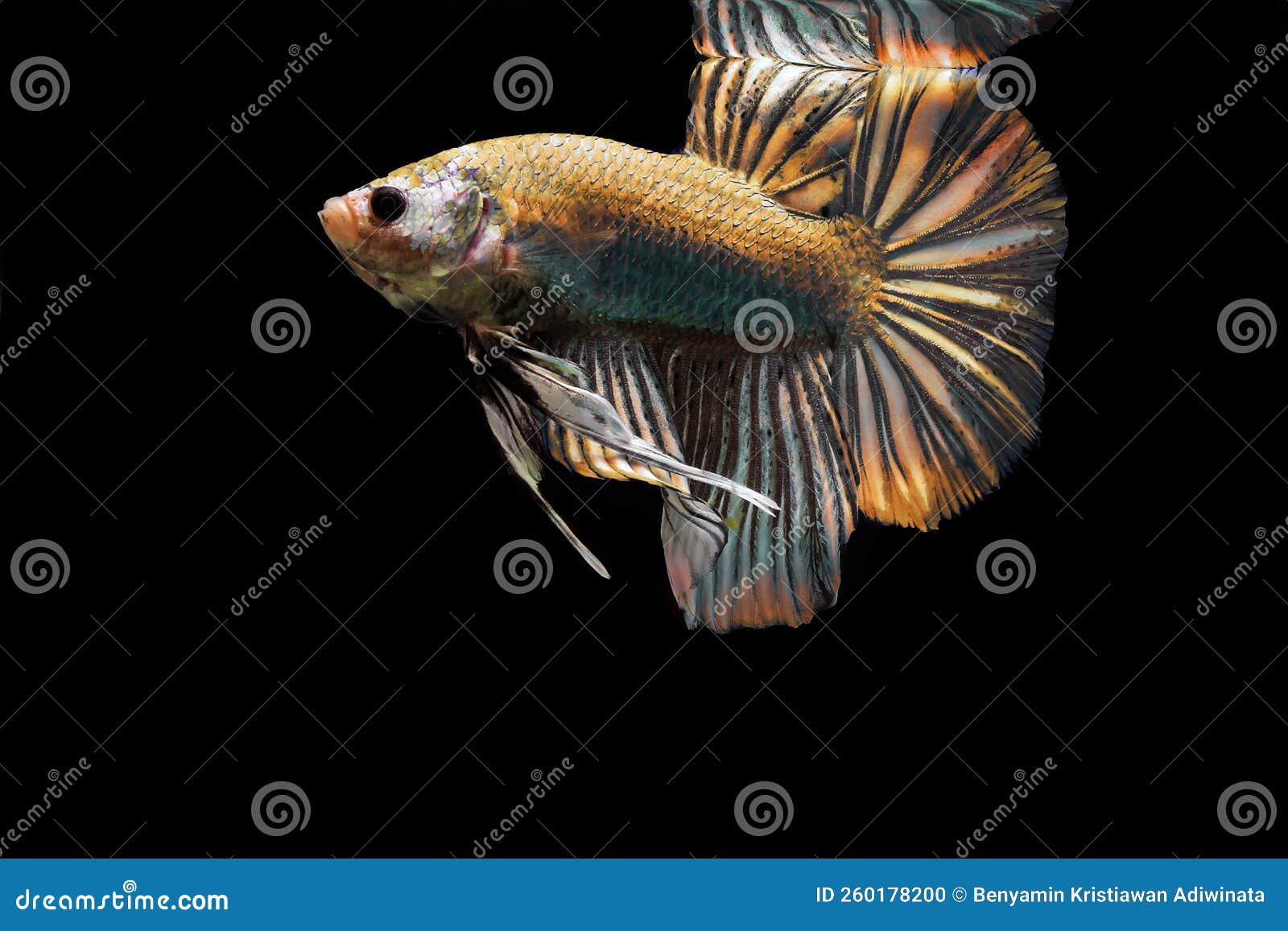 Stunning Golden Betta Fish on Blackground Stock Photo - Image of ...