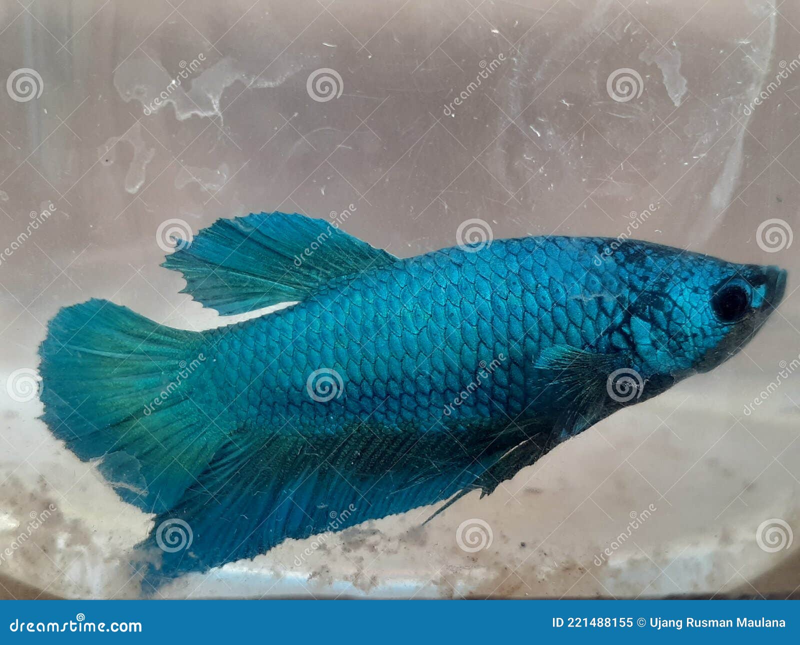 Stunning green betta fish stock image. Image of aquarium - 221488155