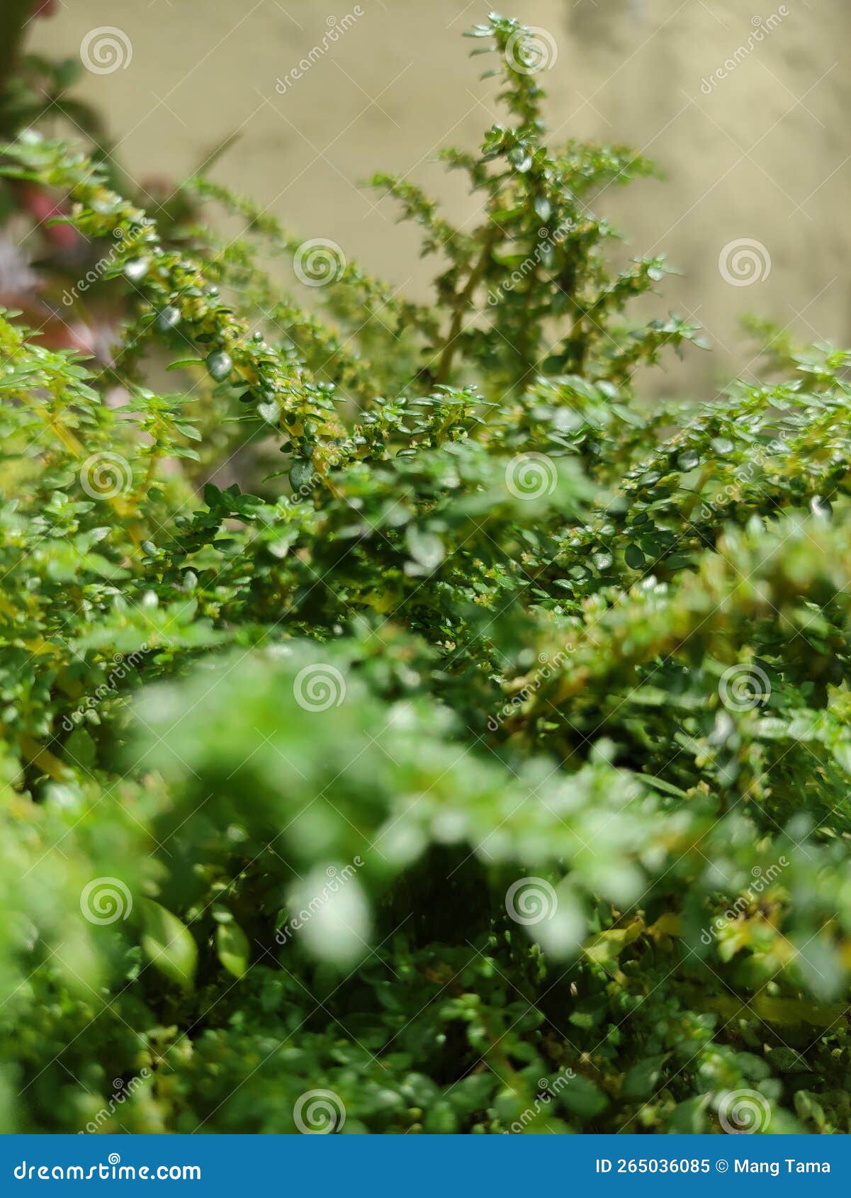 The Stunning Green Color of Weed Leaves Stock Image - Image of green ...