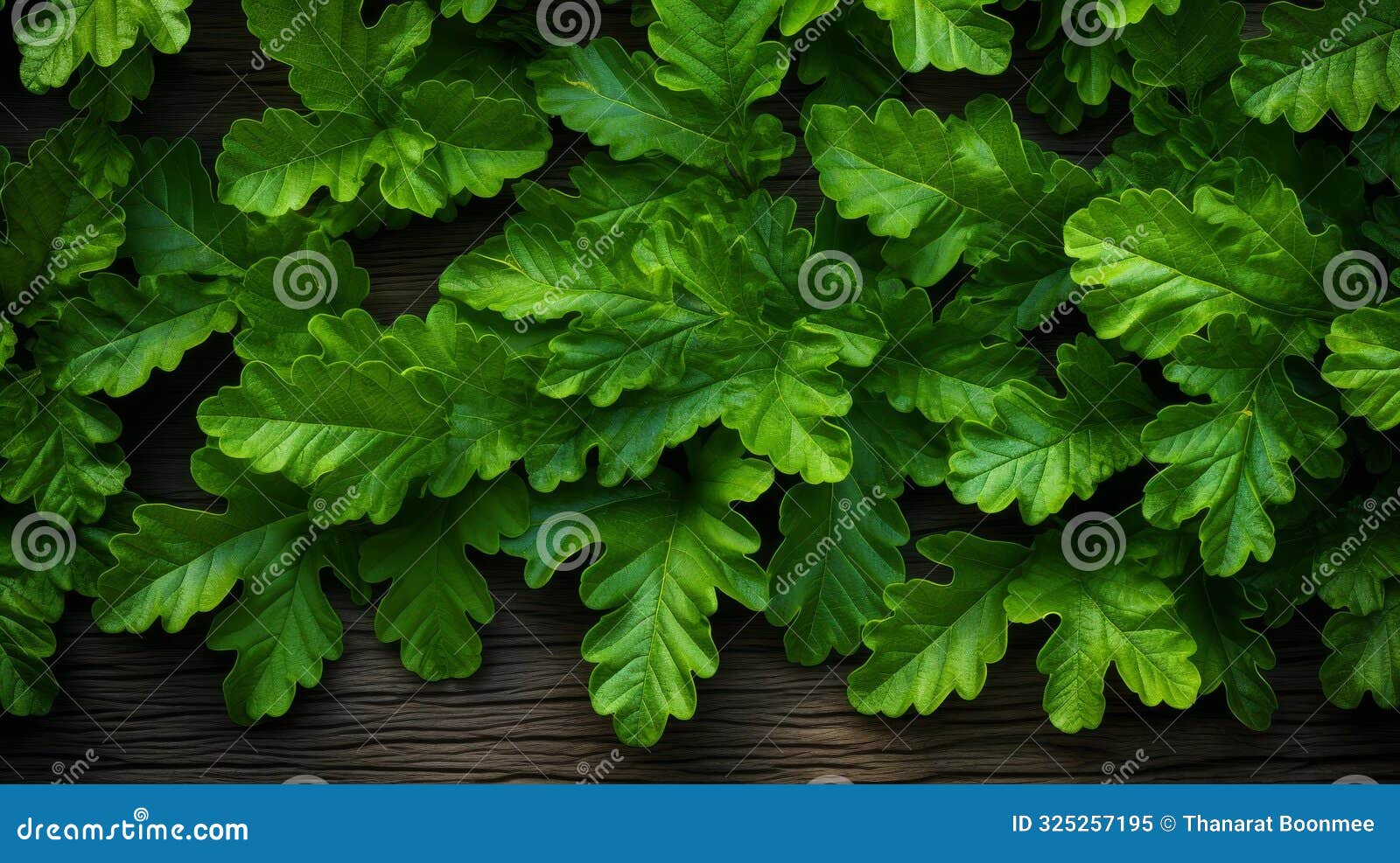 Stunning Highresolution Oak Tree Leaf Texture for a Bold and Intricate ...