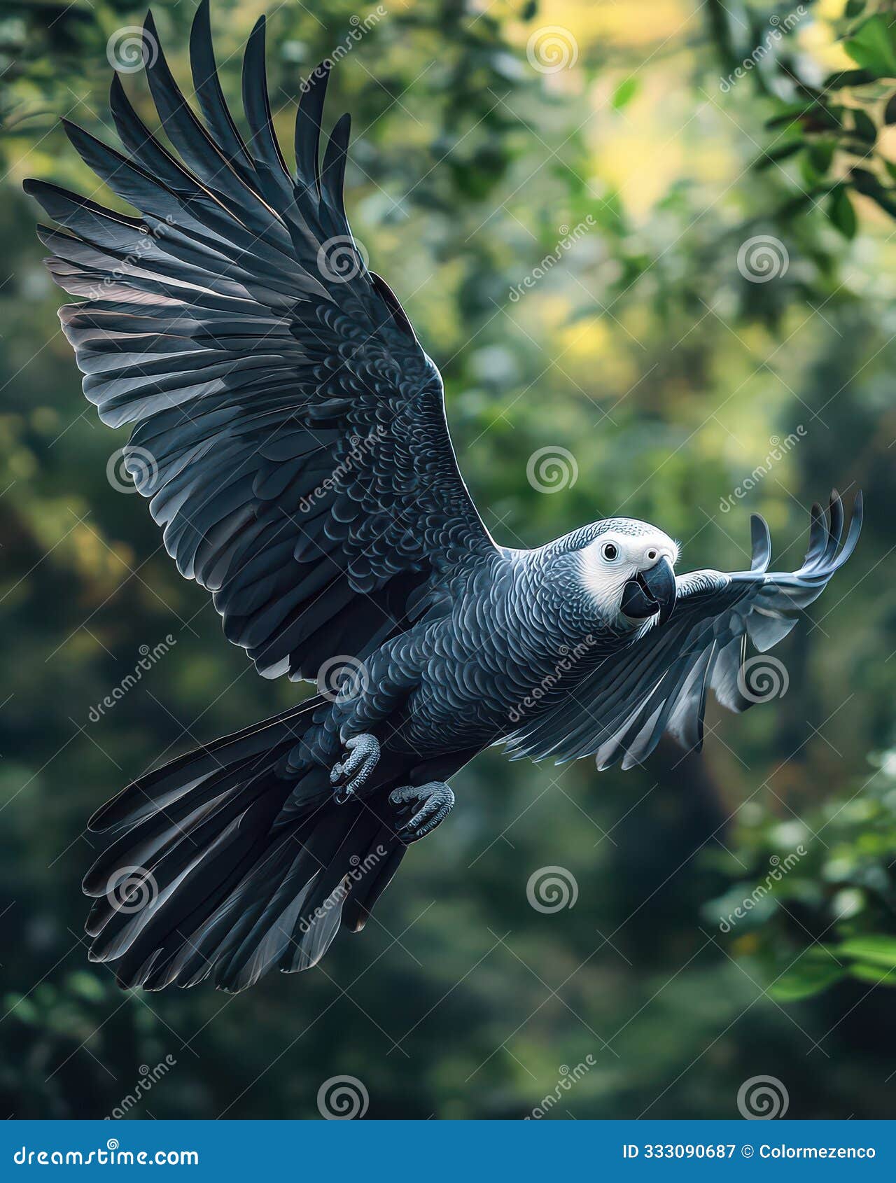 African Grey Parrot in Mid-Flight with Wings Spread in Lush Forest ...